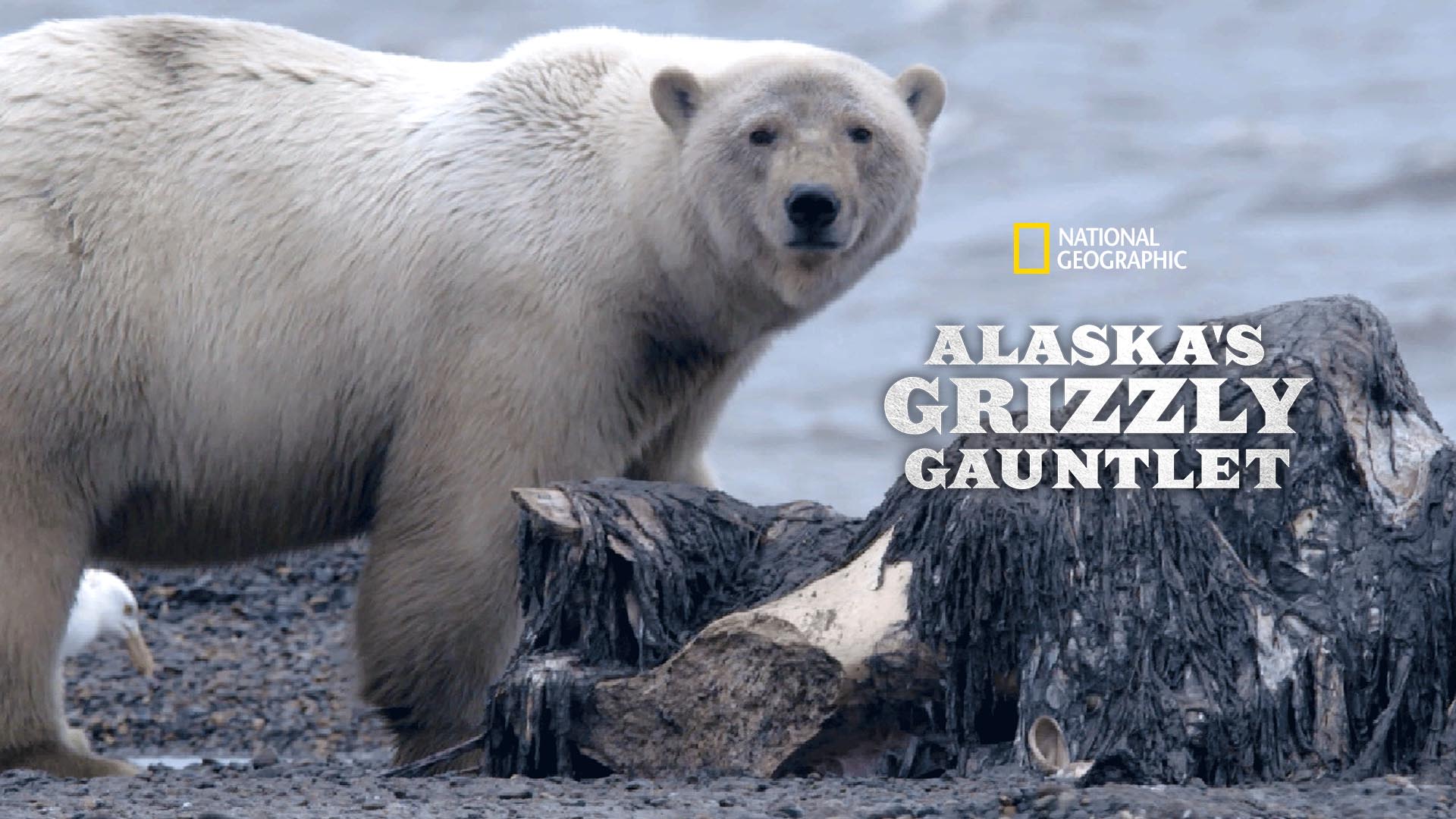 Watch a clip from Alaska's Grizzly Gauntlet - Trailer on Disney+