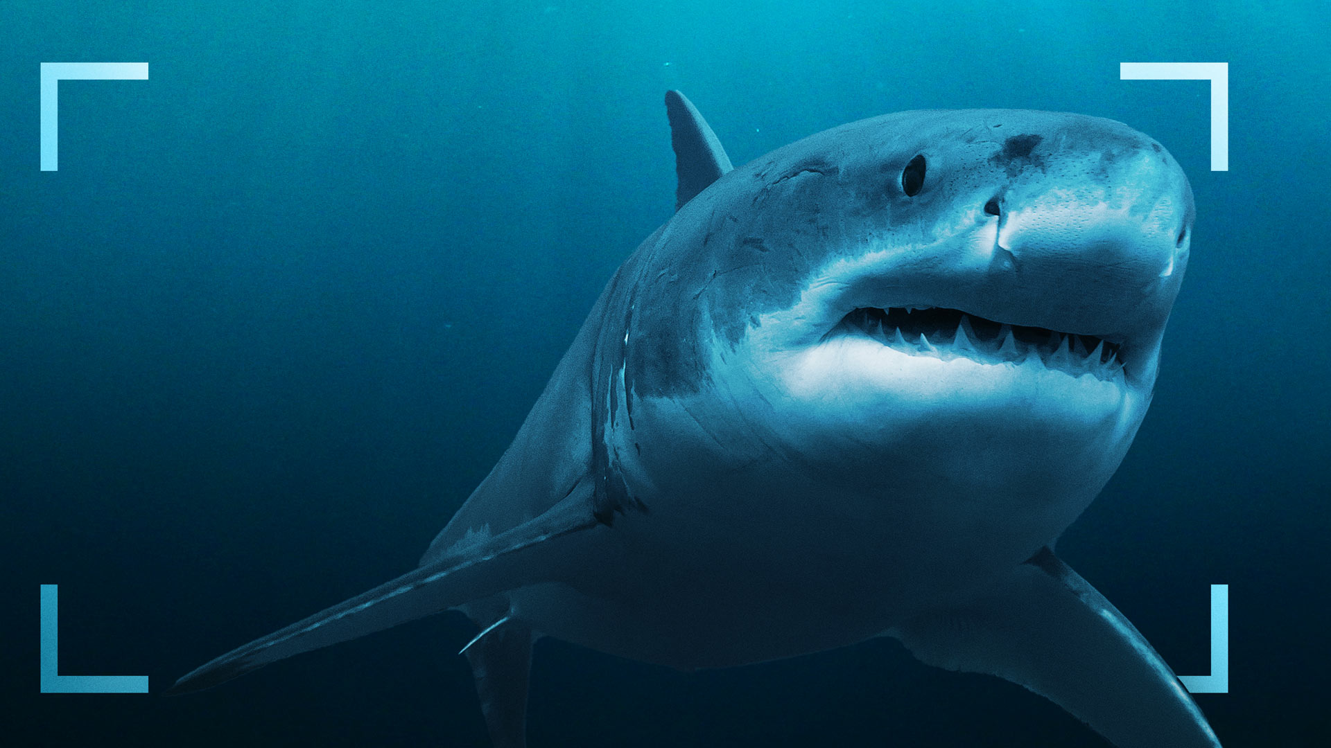 Watch Sharks Up Close with Bertie Gregory - JioHotstar