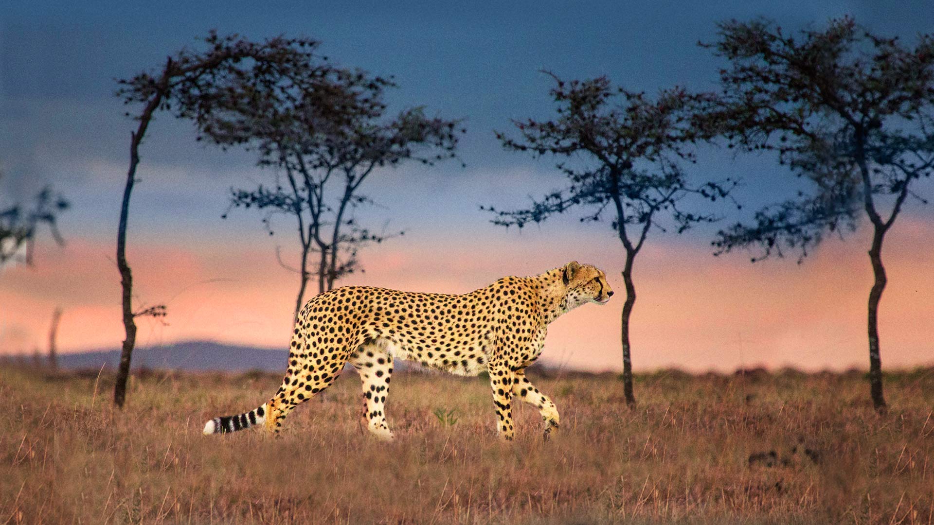 Man Among Cheetahs on Disney+ UAE | English German Spanish Castilian ...