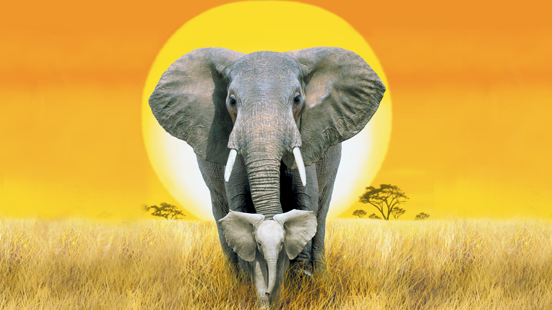 Whispers: An Elephant's Tale on Disney+ Oman | English Spanish ... Whispers: An Elephant's Tale on Disney+ Oman | English Spanish ...