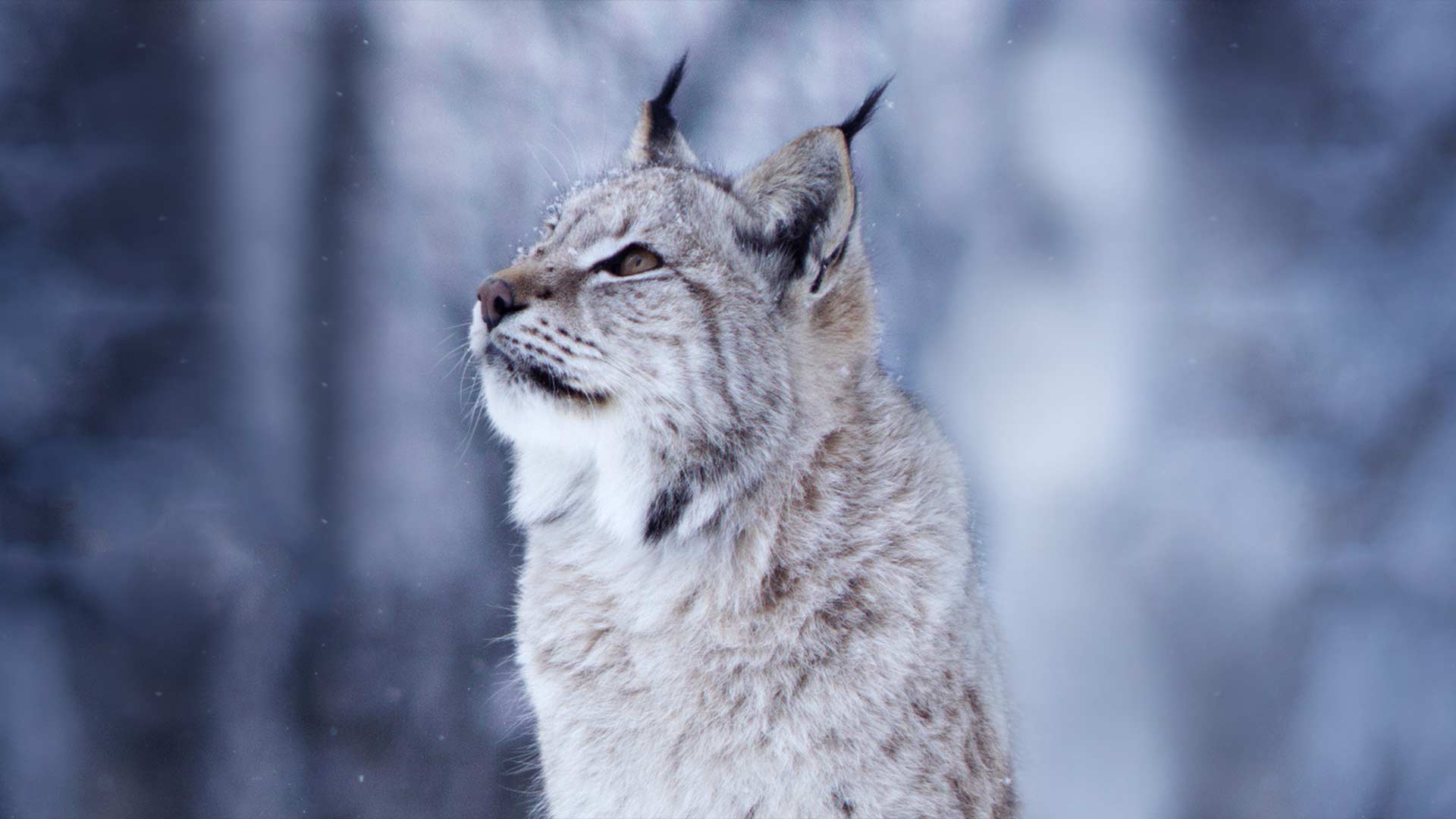 Wild Nordic - Disney+