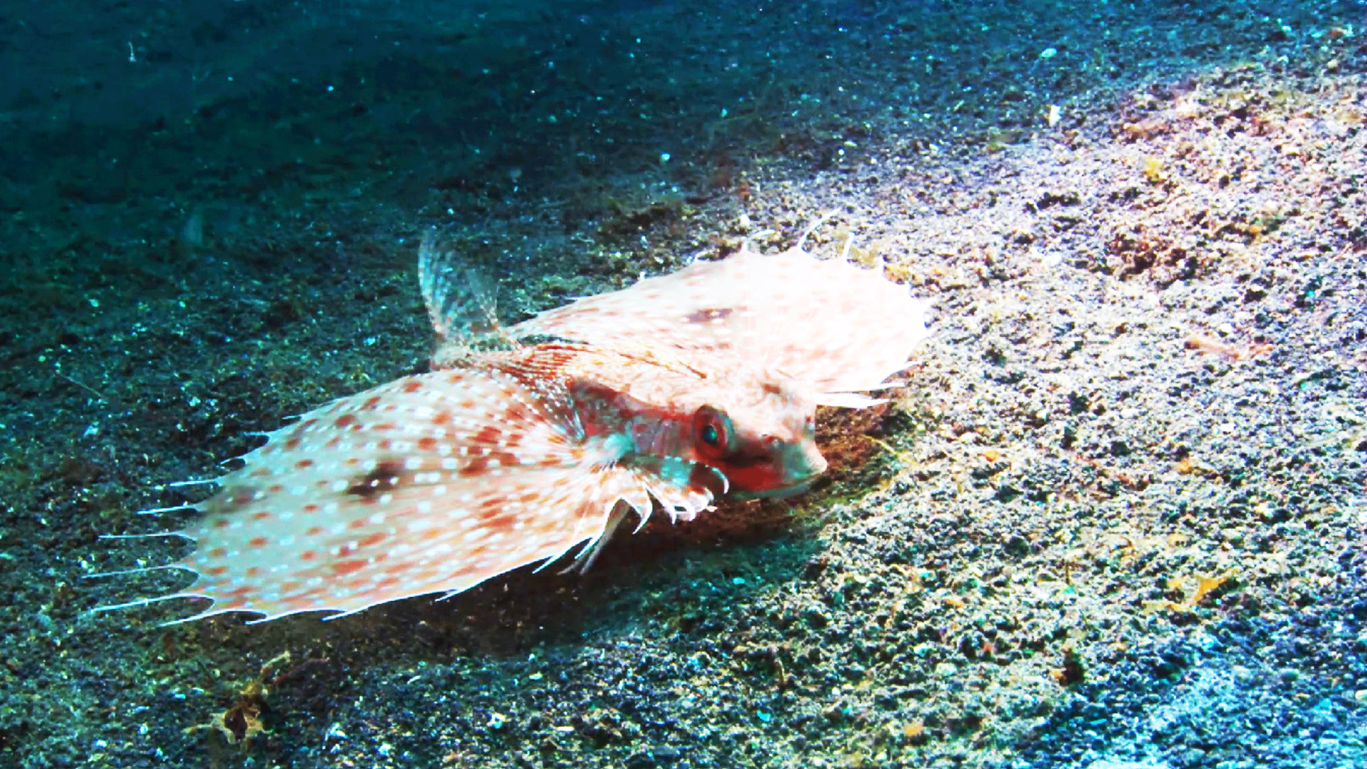 What Sam Sees - Disney+