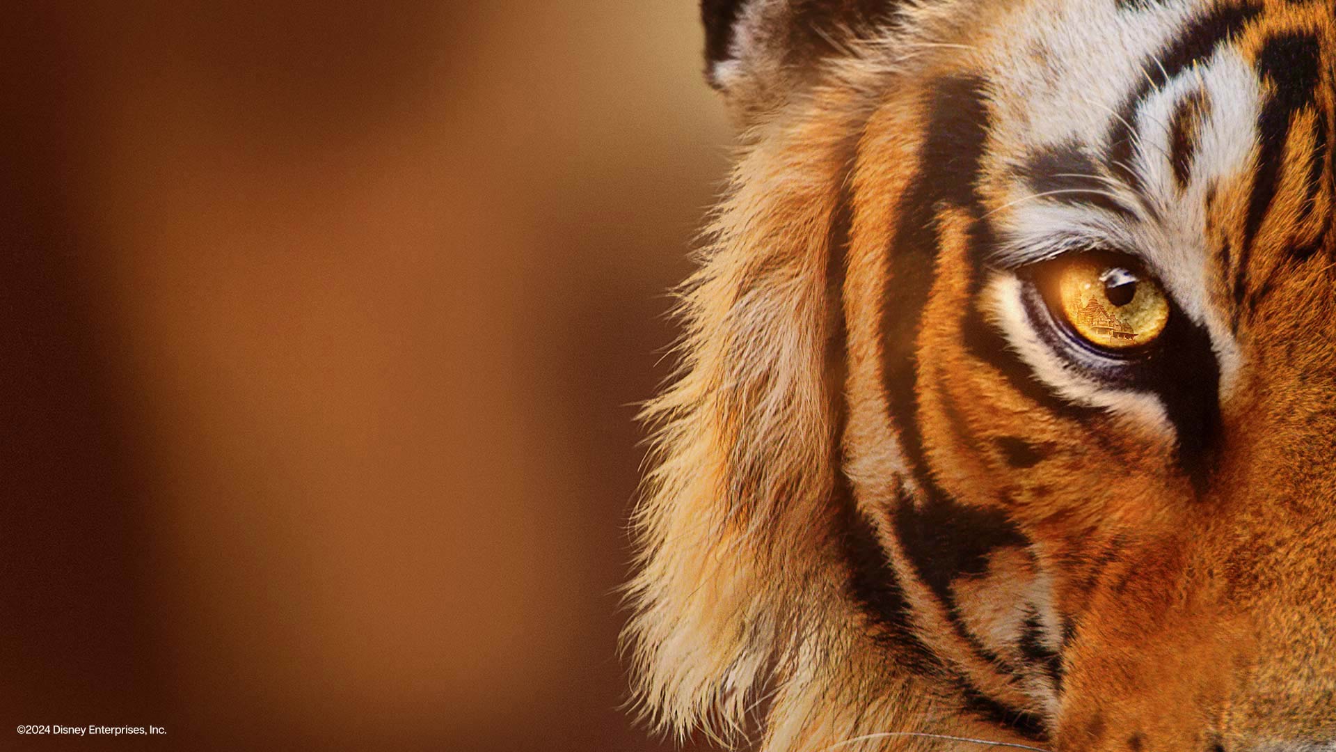 Tigers on the Rise on Disney+ UAE | English Documentary Animals ...