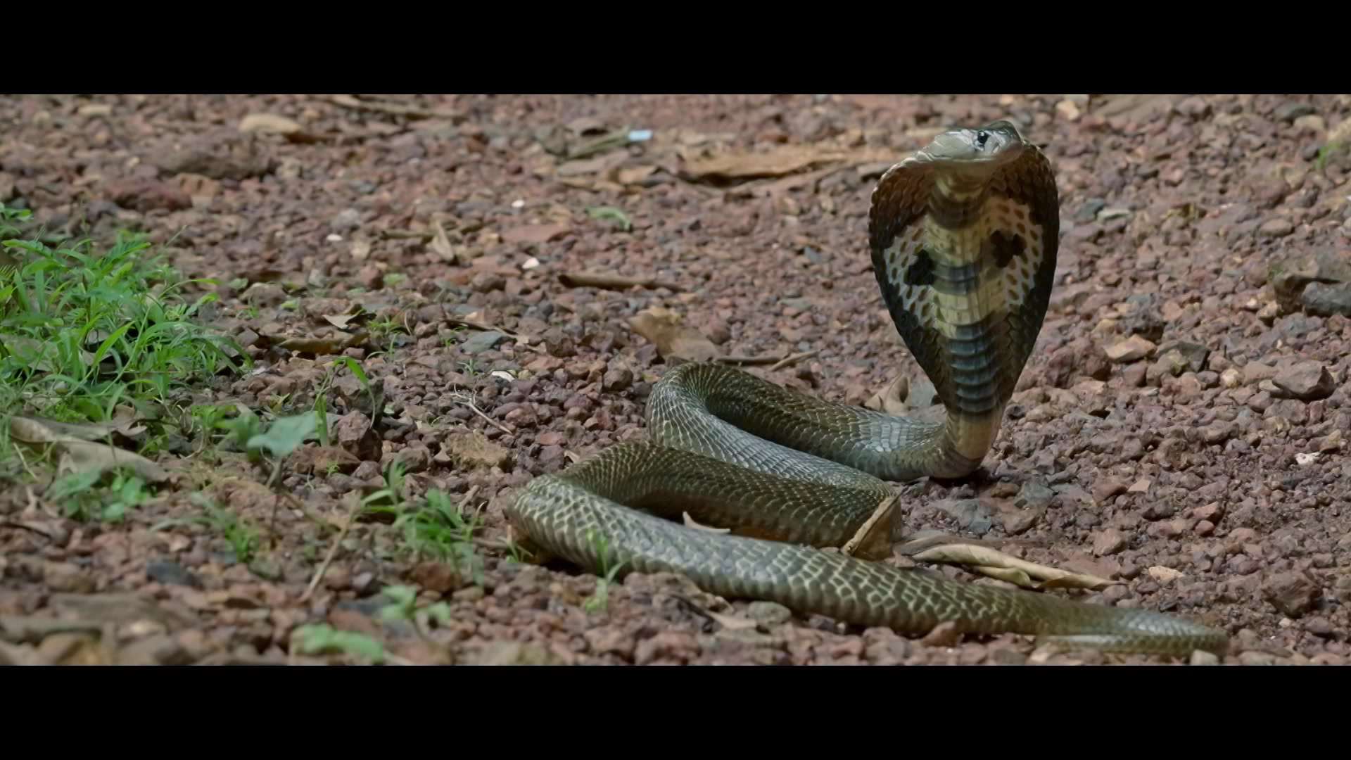 Watch Snakes SOS: Goa's Wildest S2 Episode 4 on JioHotstar