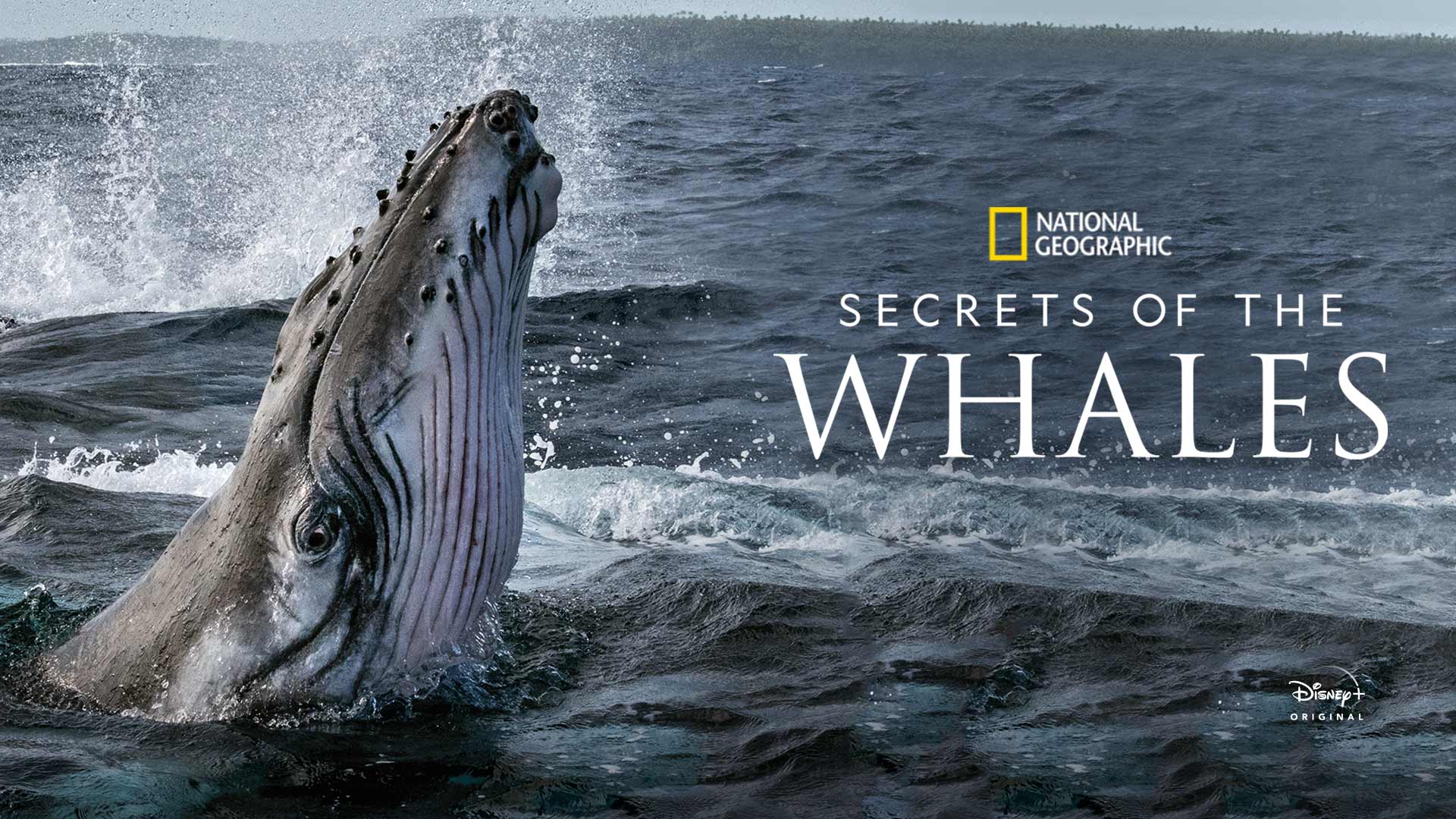Watch a clip from Secrets of the Whales - Trailer on Disney+