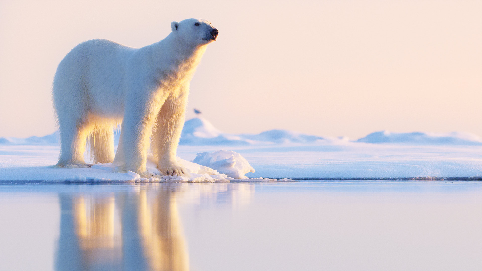 Polar Bear - Trailer - JioHotstar