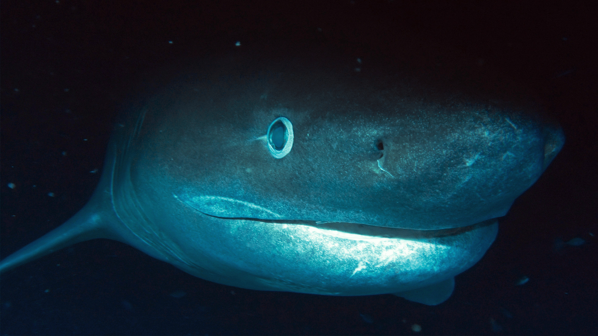 Watch OceanXplorers S1 Episode 3 on Disney+