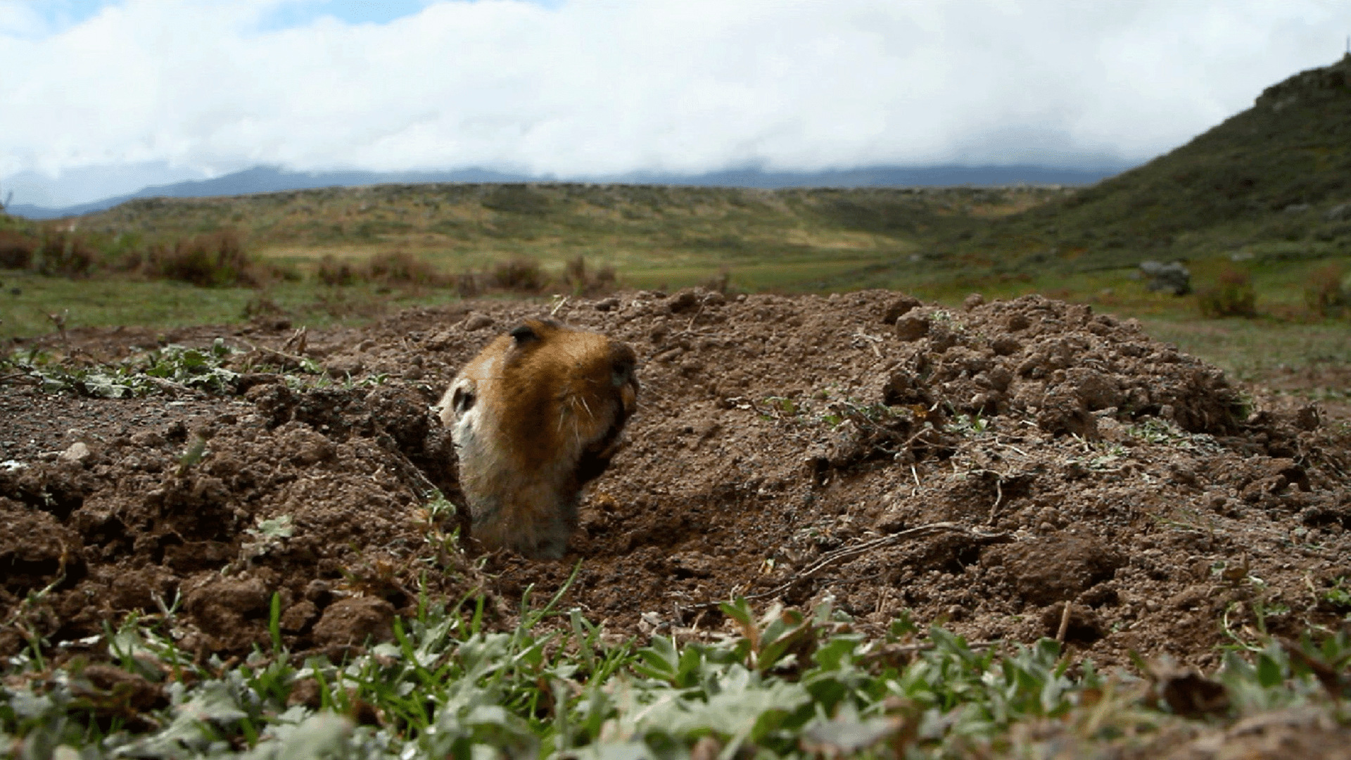 Watch Party Animals Episode 7 on Disney+