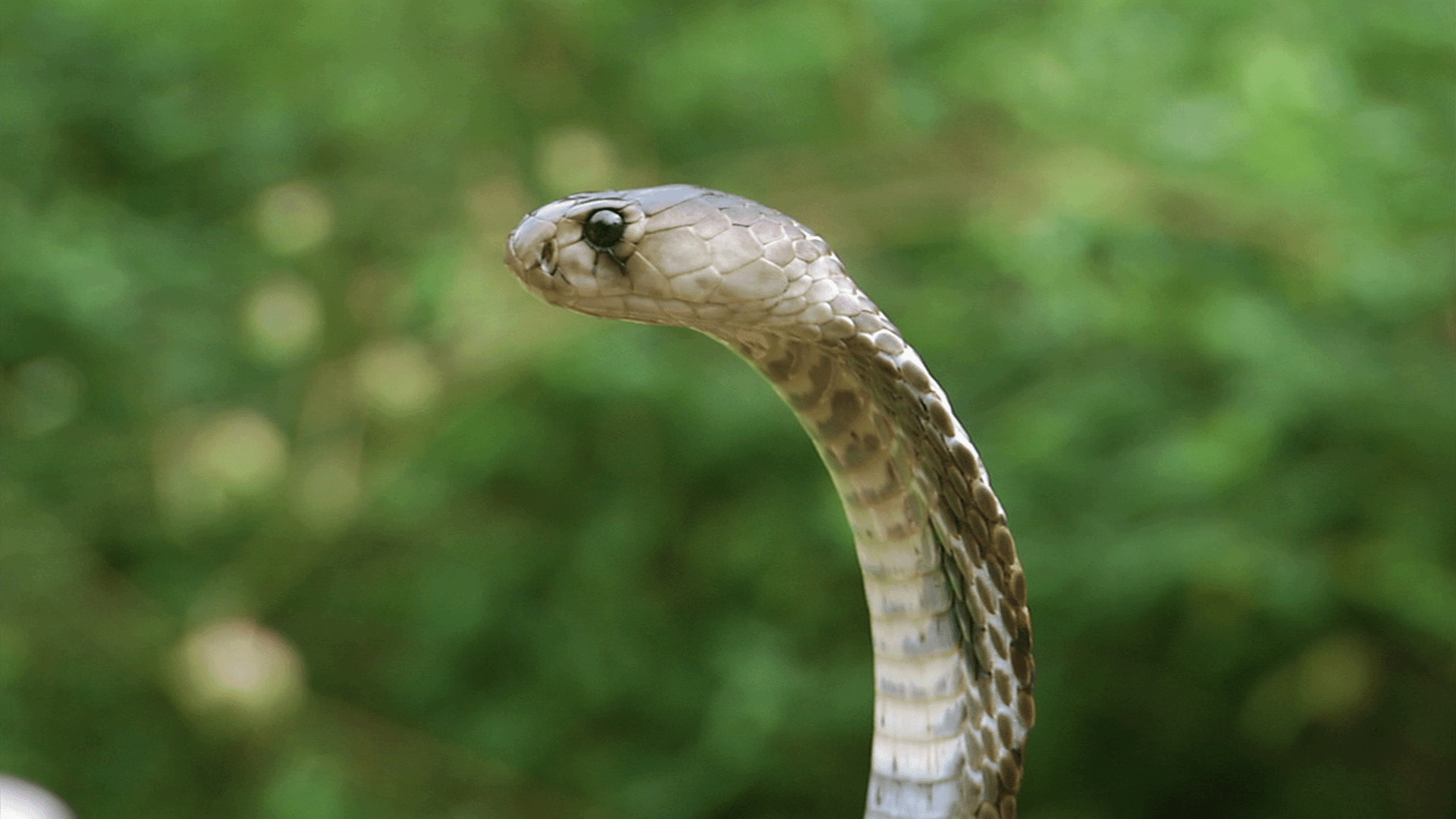 Party Animals - Disney+