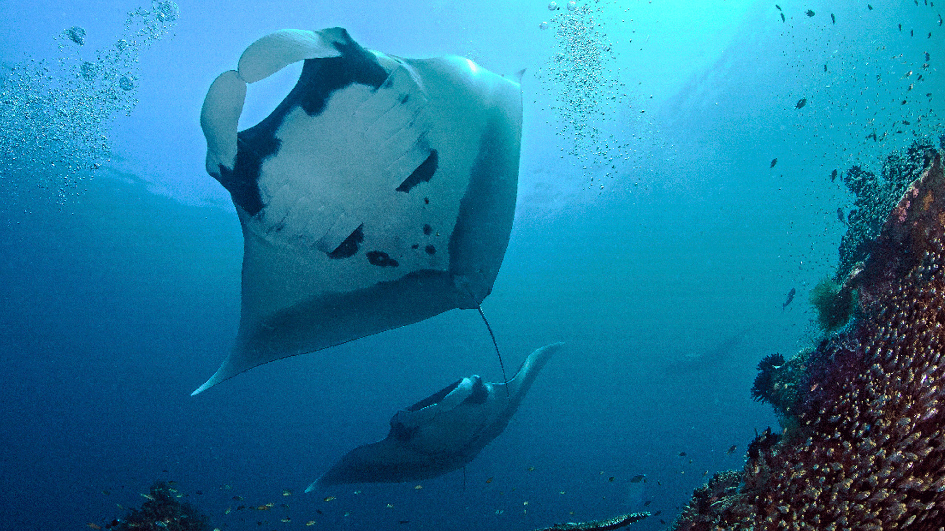 Watch Wild Hawaii Episode 2 on Disney+ South Africa | English ...