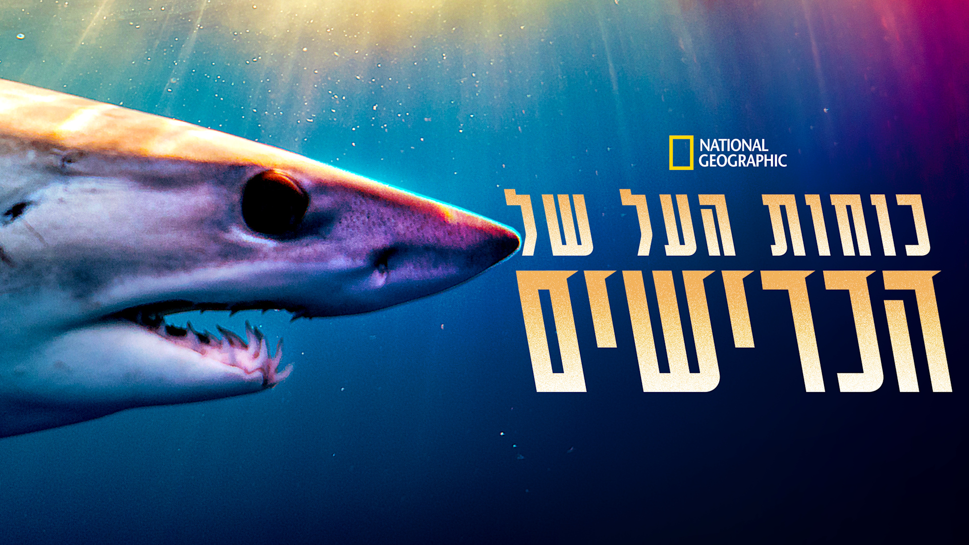 Shark Superpower on Disney+ Bahrain | English Documentary Animals ...