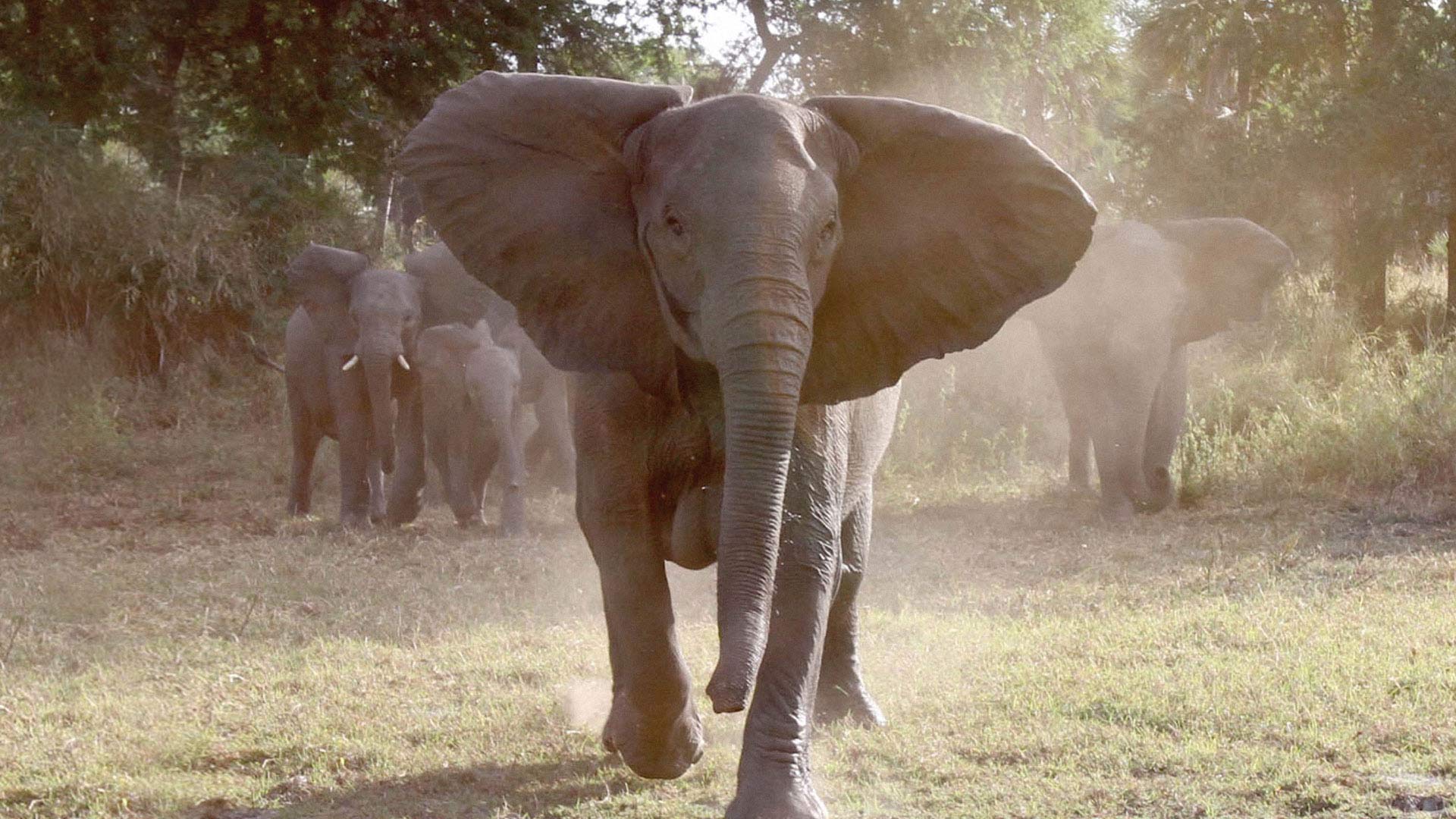 Watch War Elephants - Disney+ Hotstar