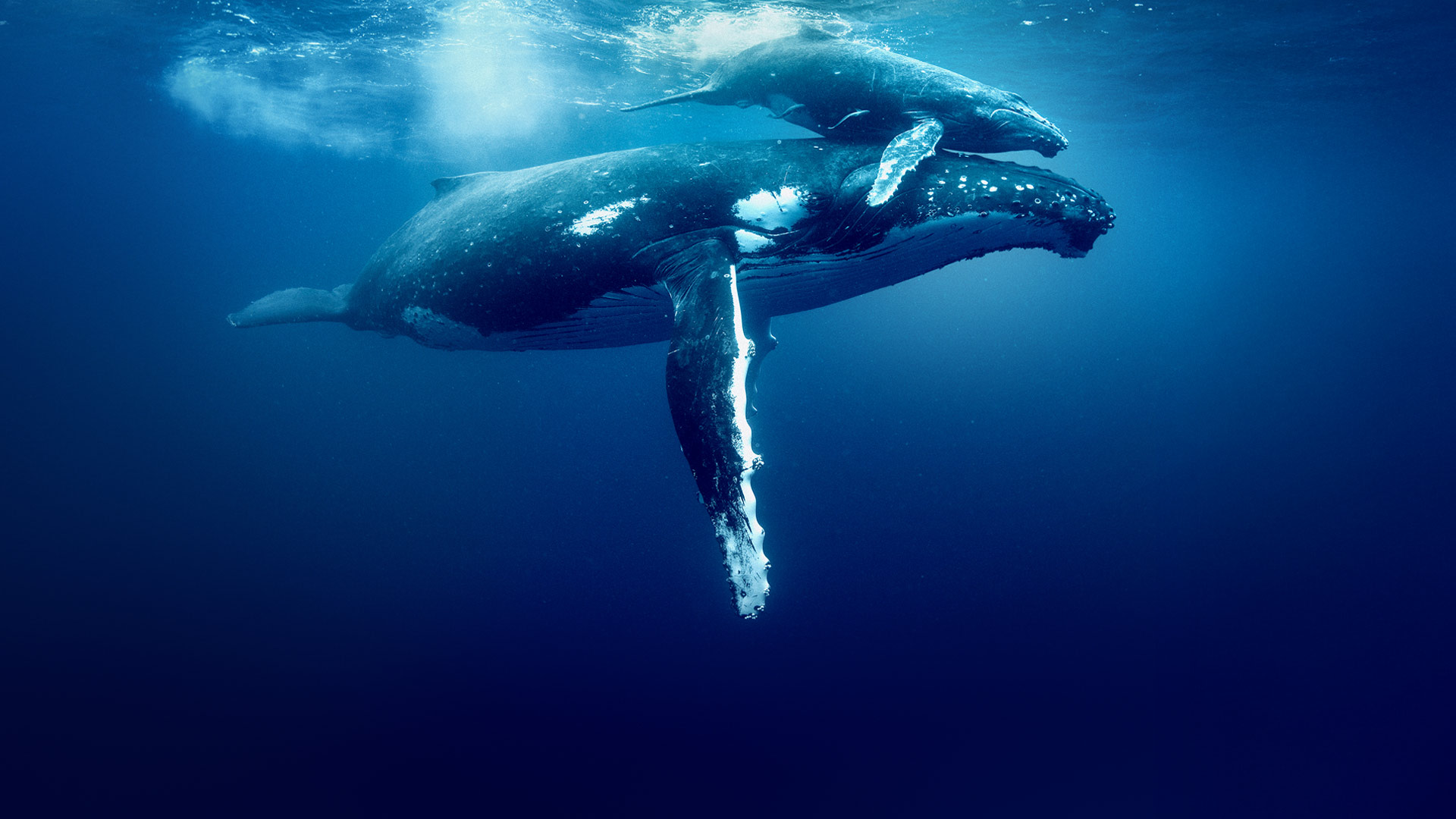 Ocean with David Attenborough on Disney+ United Arab Emirates | English ...