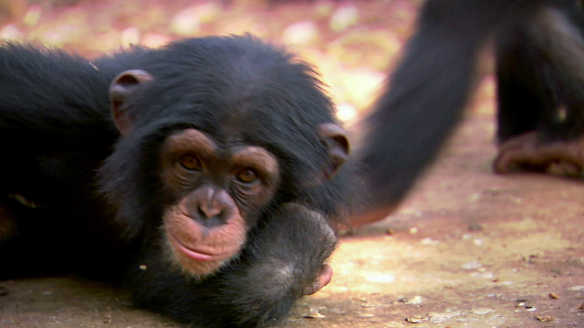 Watch Hunter vs. Hunted S4 Episode 2 on JioHotstar