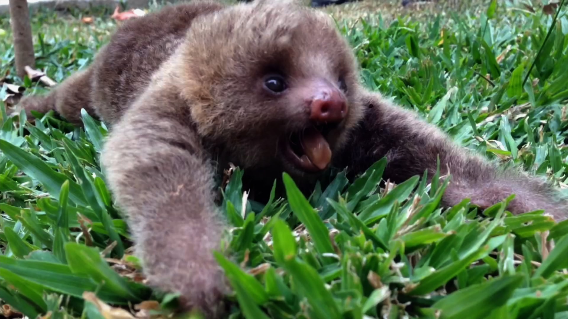 America's Funniest Home Videos: Animal Edition - Disney+