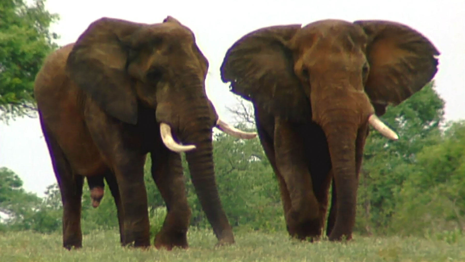 Watch Ultimate Animals S1 Episode 1 on JioHotstar