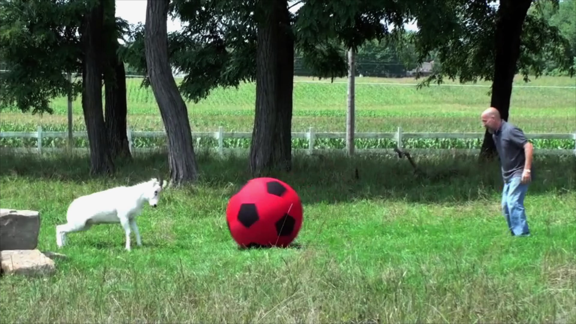 America's Funniest Home Videos: Animal Edition - Disney+