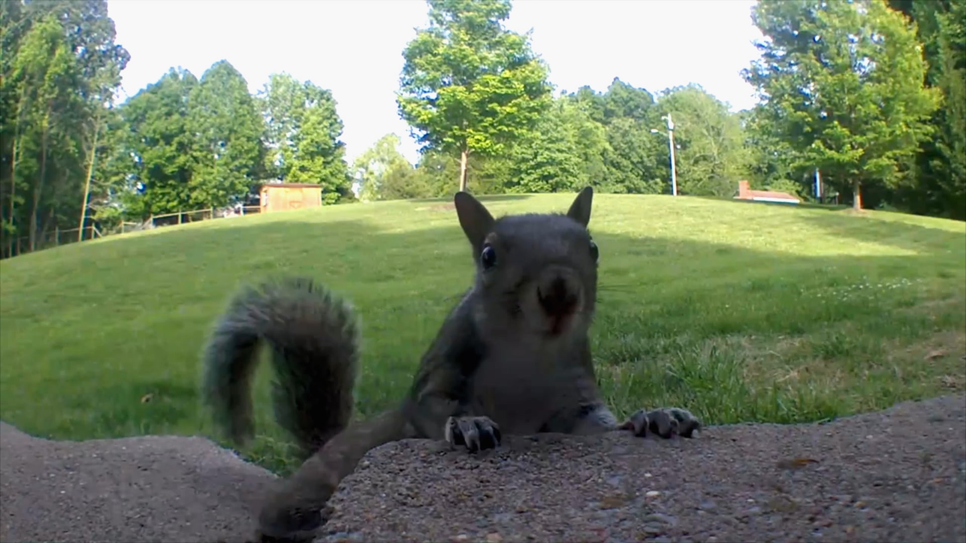 America's Funniest Home Videos: Animal Edition - Disney+