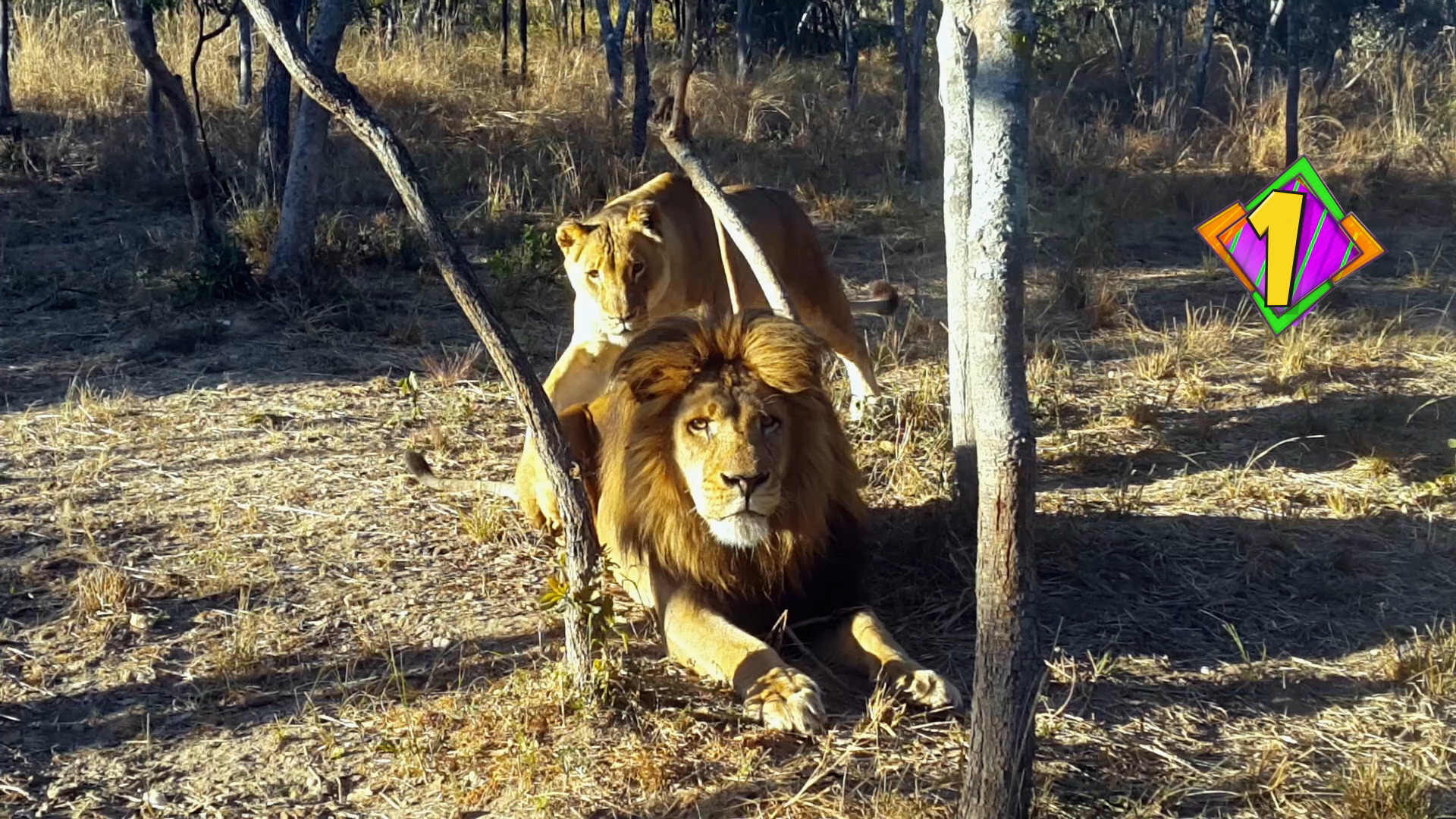 America's Funniest Home Videos: Animal Edition - Disney+