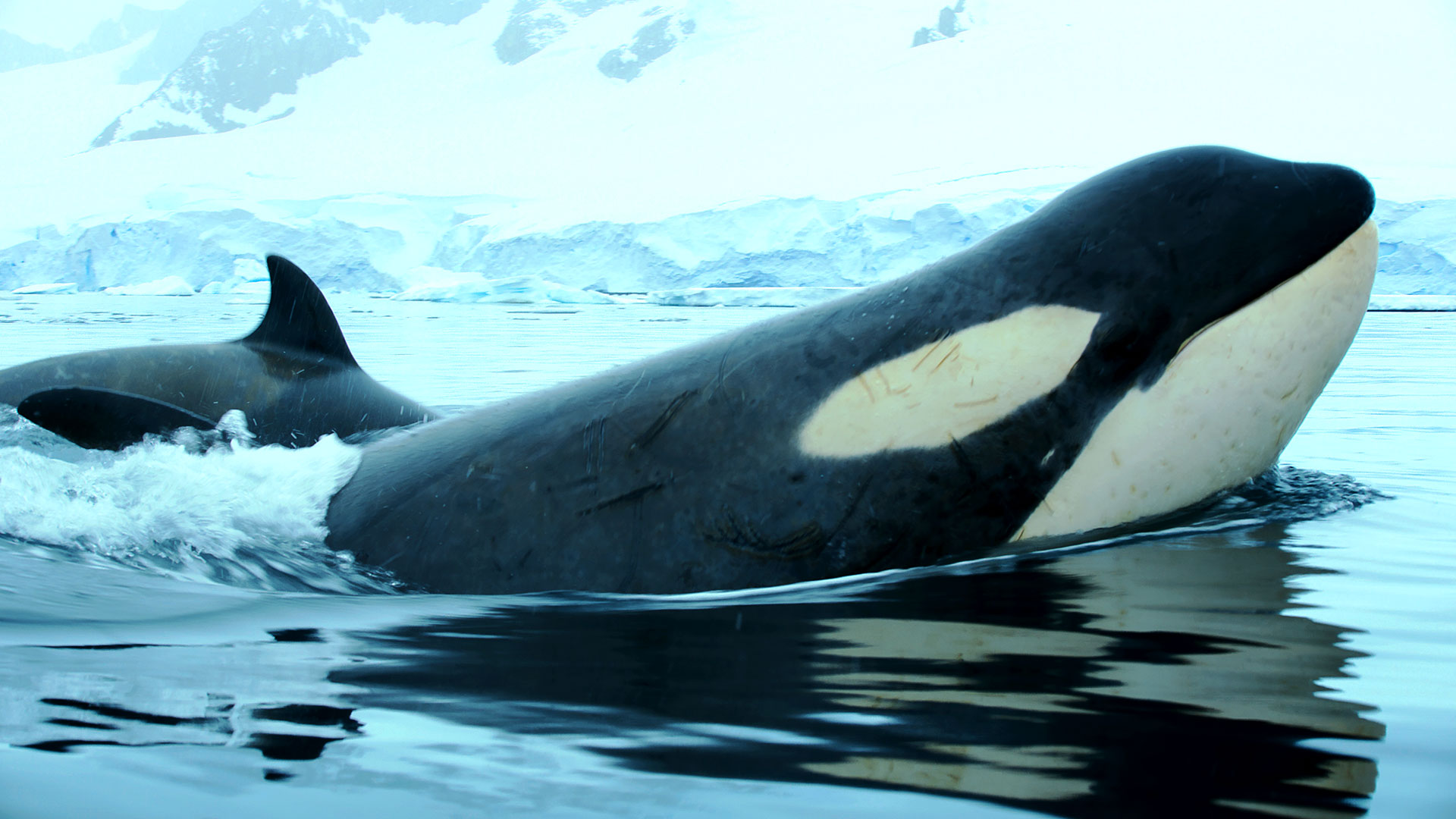 Watch Animals Up Close with Bertie Gregory Episode 1 on JioHotstar