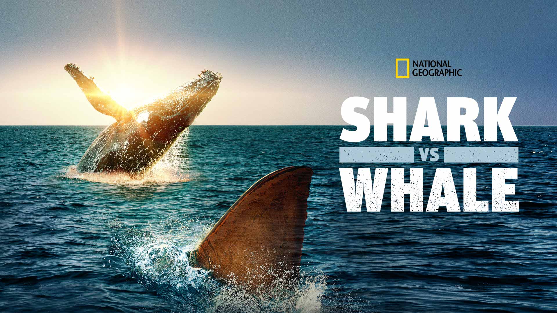 Watch a clip from Shark vs. Whale - Trailer on Disney+ Hotstar