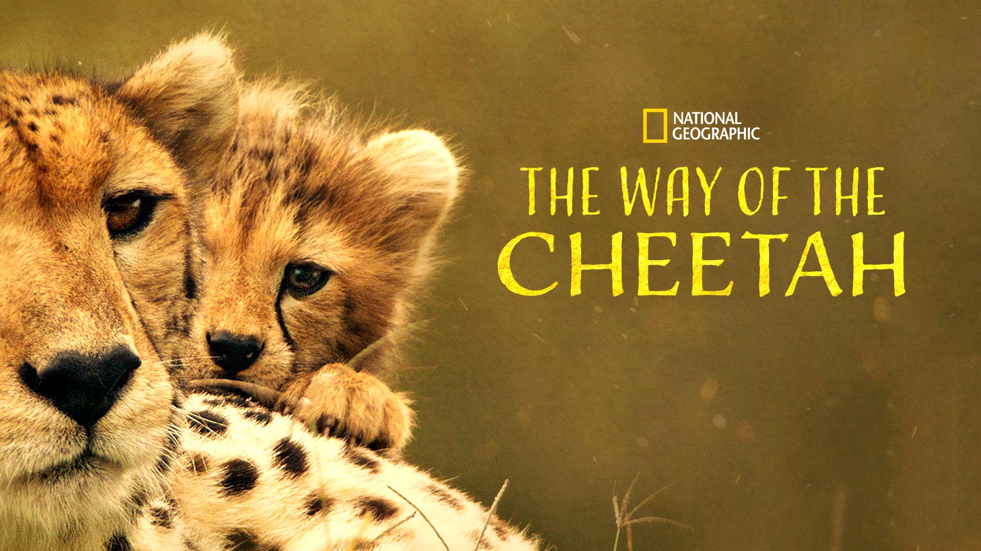 Stream The Way of the Cheetah movie on Disney+