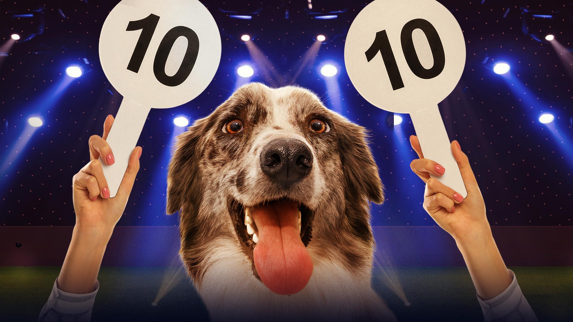 The Secret Life of Dancing Dogs on Disney+ South Africa | English Dance ...