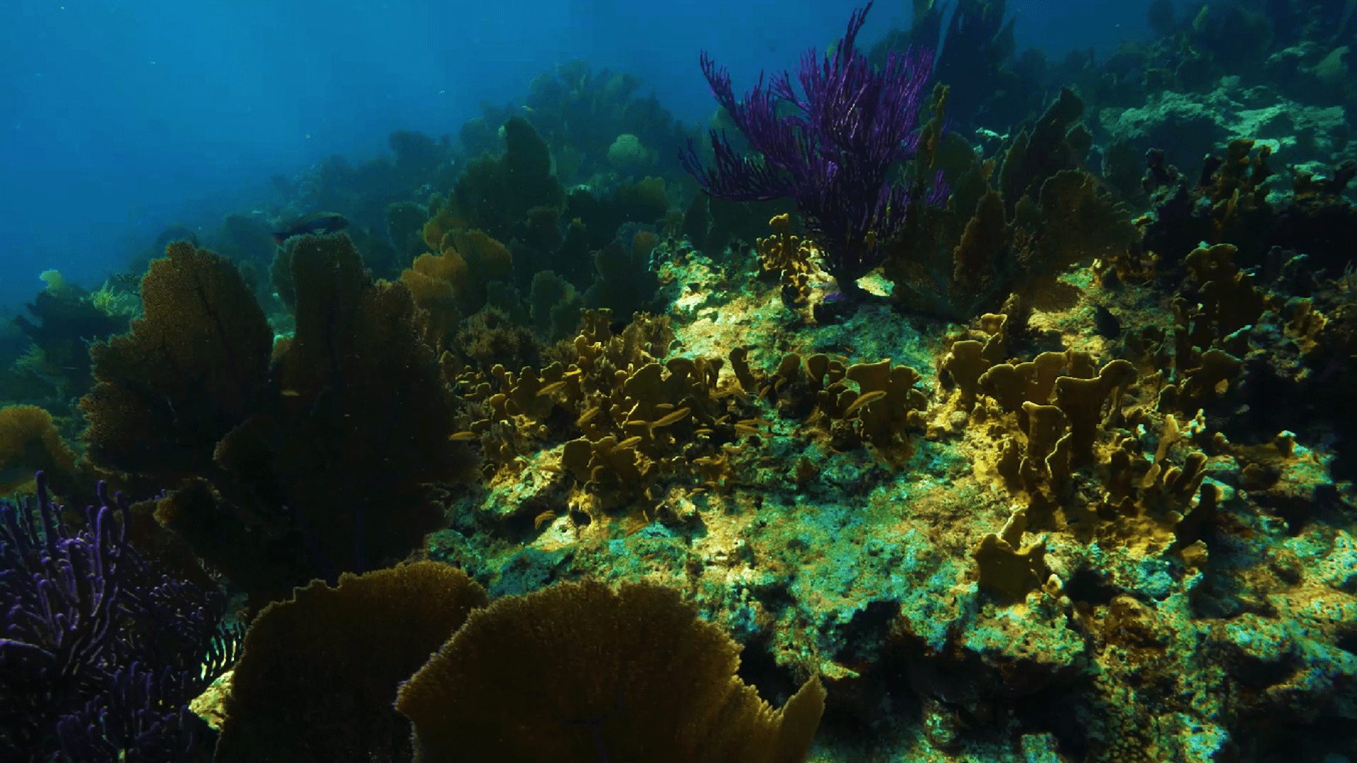 What Sam Sees - Disney+