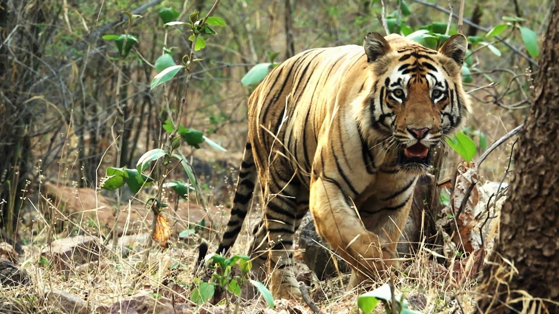 Watch Planet Possible S1 Episode 3 on JioHotstar