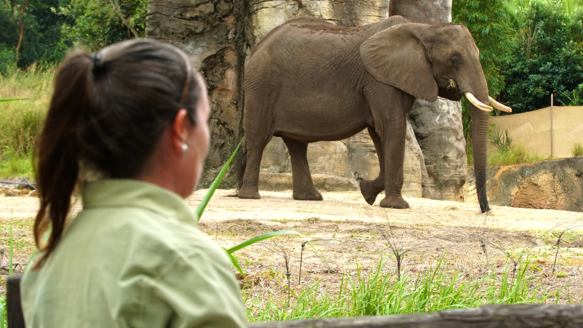 Watch Magic of Disney's Animal Kingdom Episode 2 on Disney+