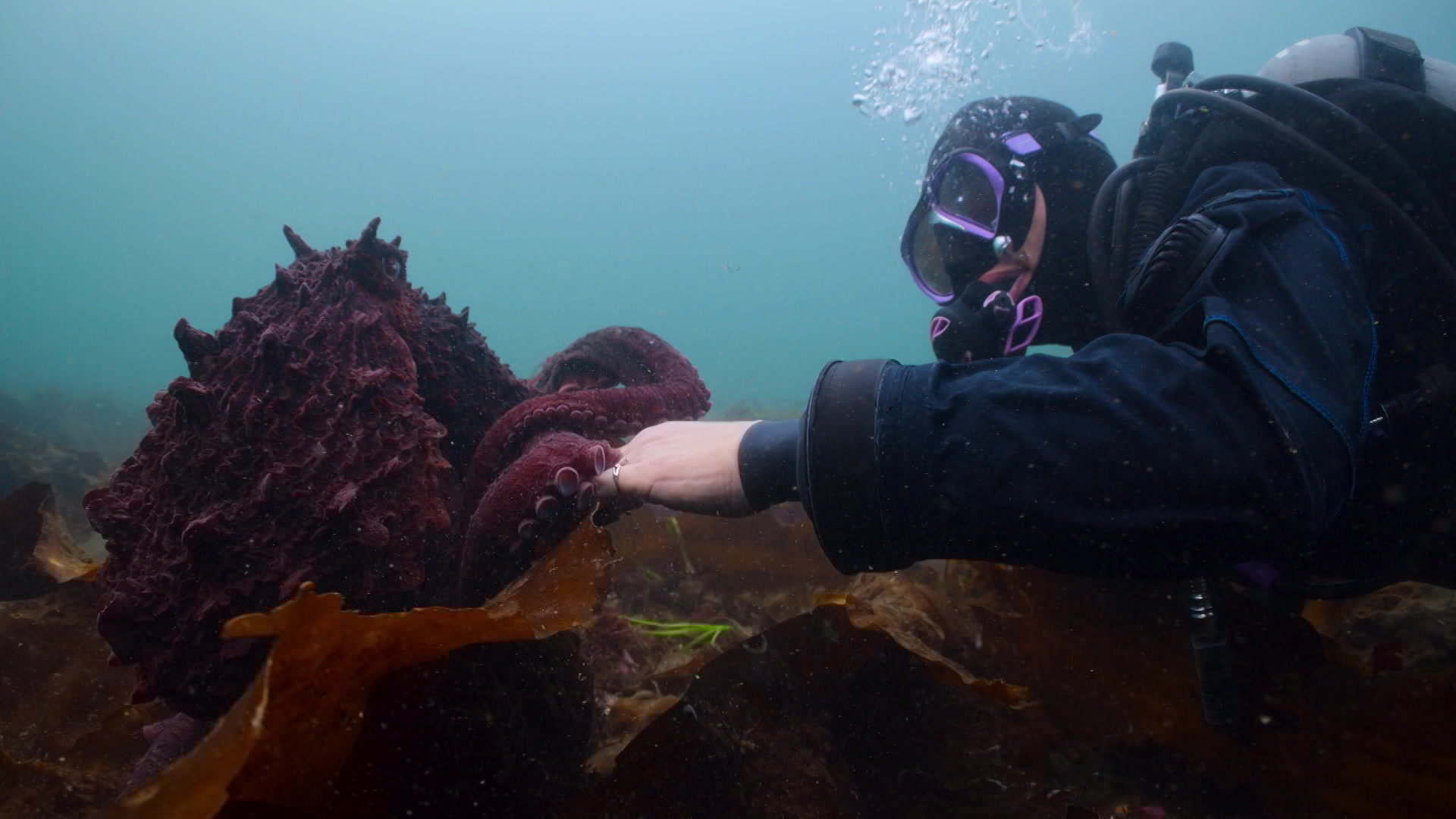 Watch Secrets of the Octopus S1 Episode 2 on JioHotstar