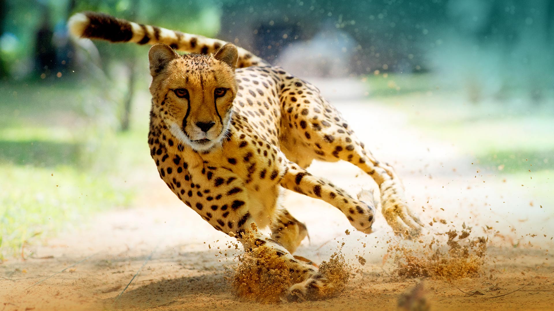 Big Cat Games on Disney+ South Africa | English Reality Movie