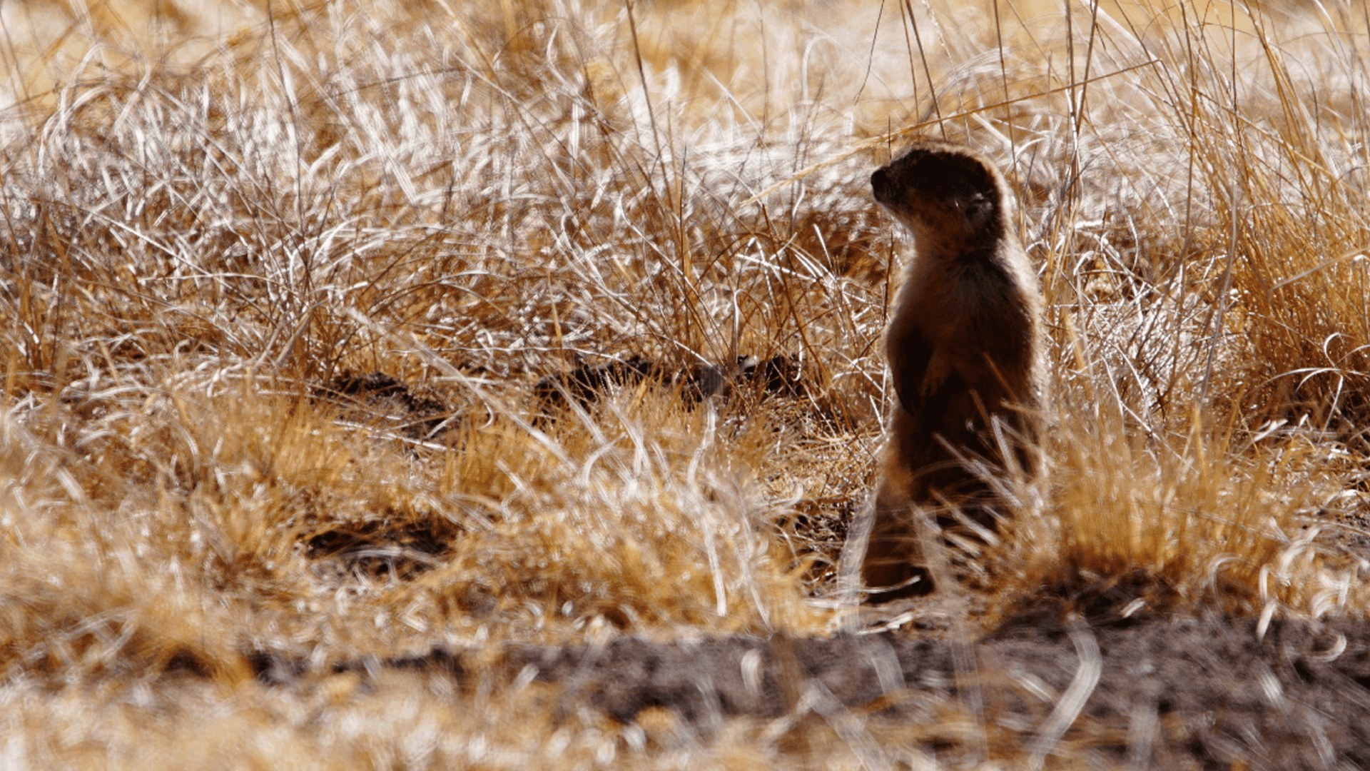 Watch Prairie Dog Manor Episode 1 on Disney+