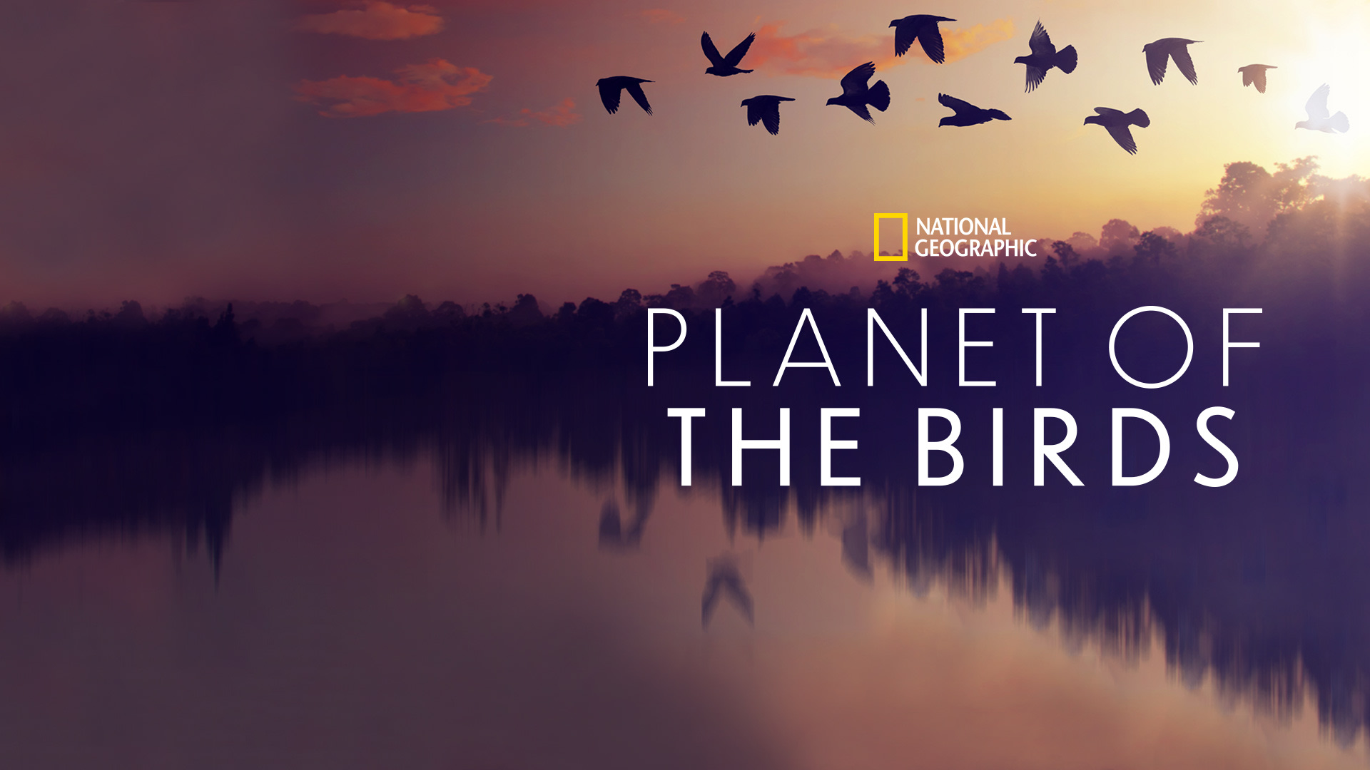 Watch a clip from Planet of the Birds - Trailer on Disney+ Hotstar
