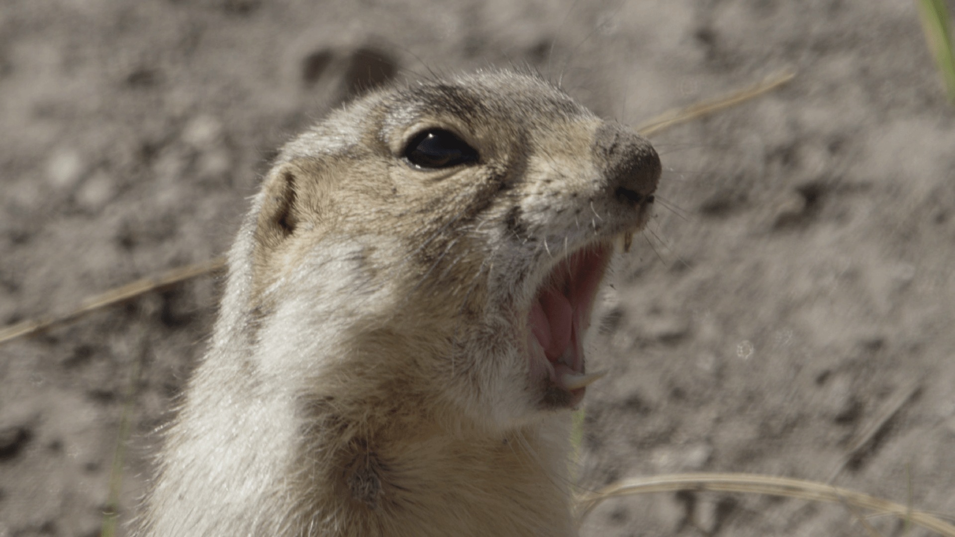 Watch Prairie Dog Manor S1 Episode 3 On Disney United Arab Emirates