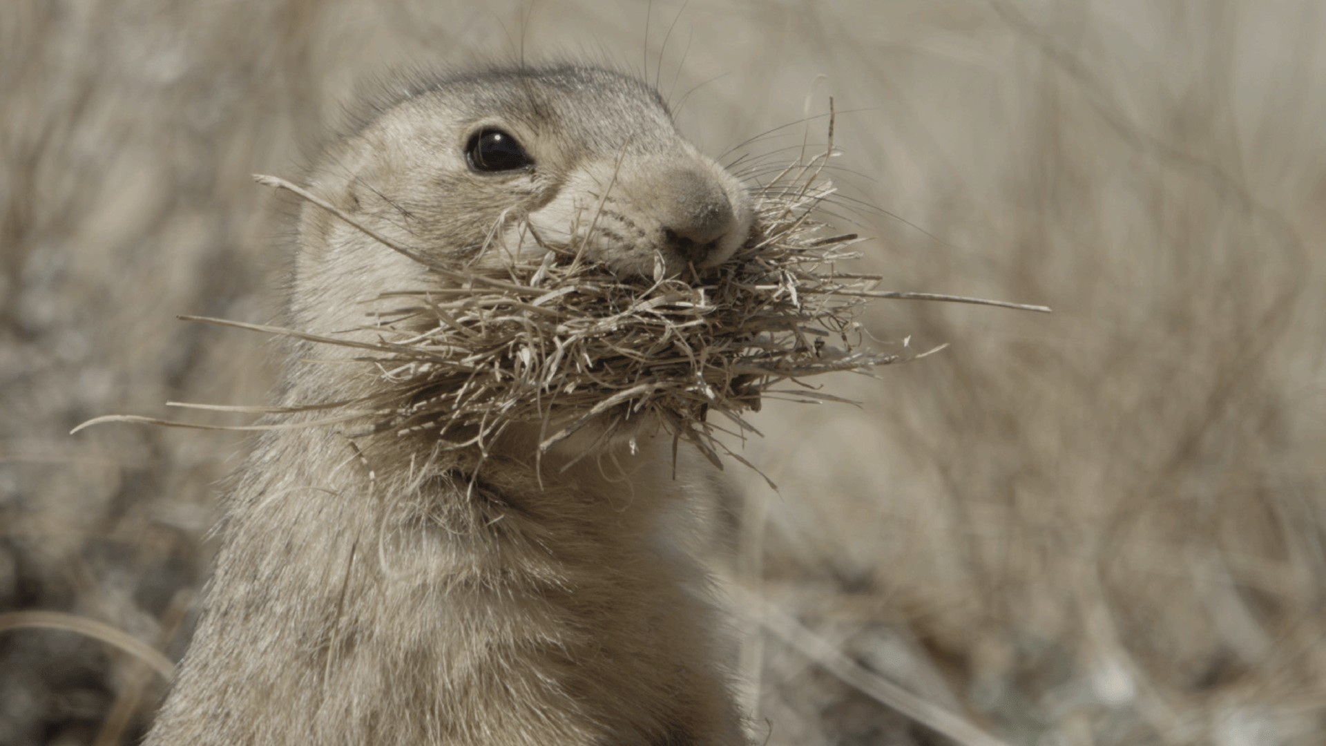 Watch Prairie Dog Manor S1 Episode 4 on Disney+