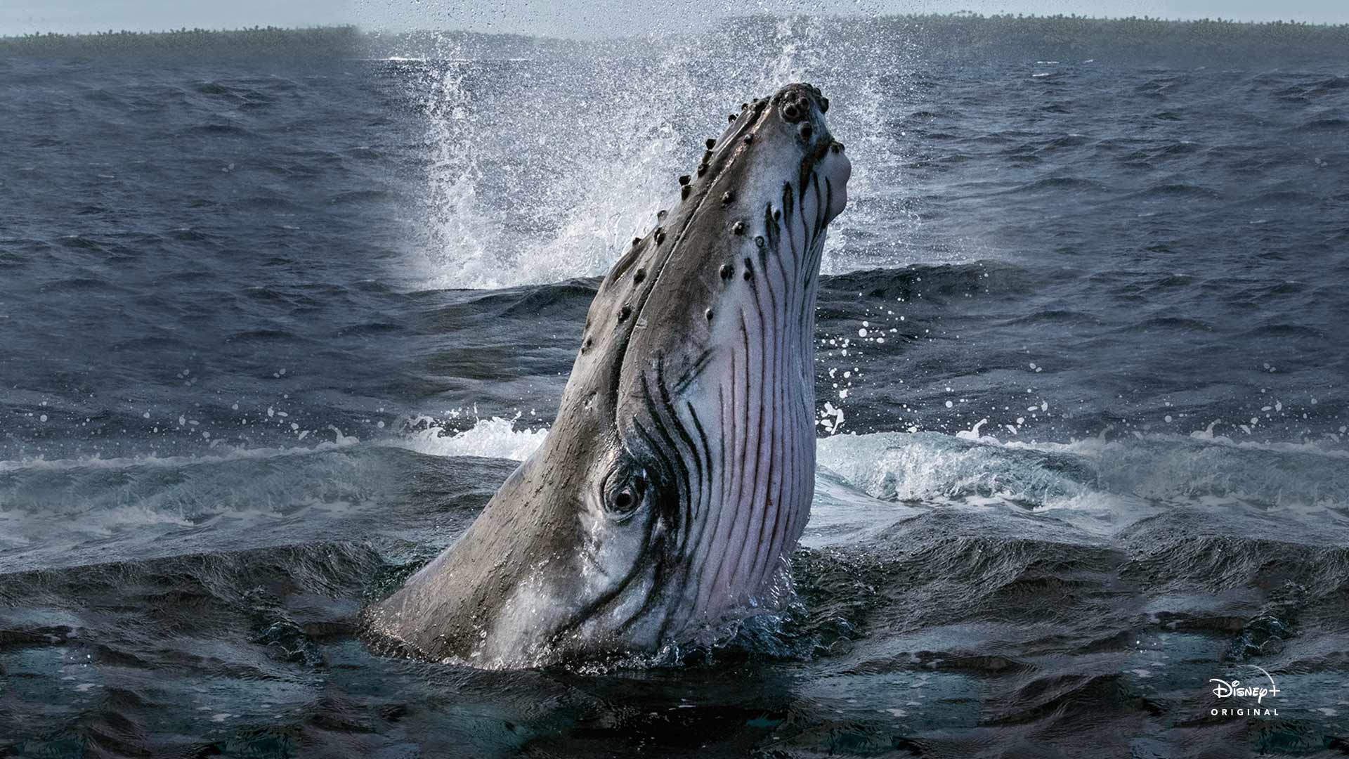 Secrets of the Whales, Documentary TV Series - Nonton Semua Episode ...