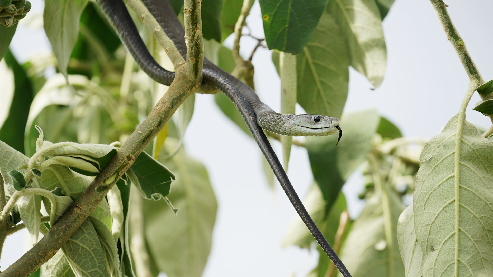 Nonton Snakes Of Africa Season 1 Episode 2 - Snakes Of Africa di Disney+