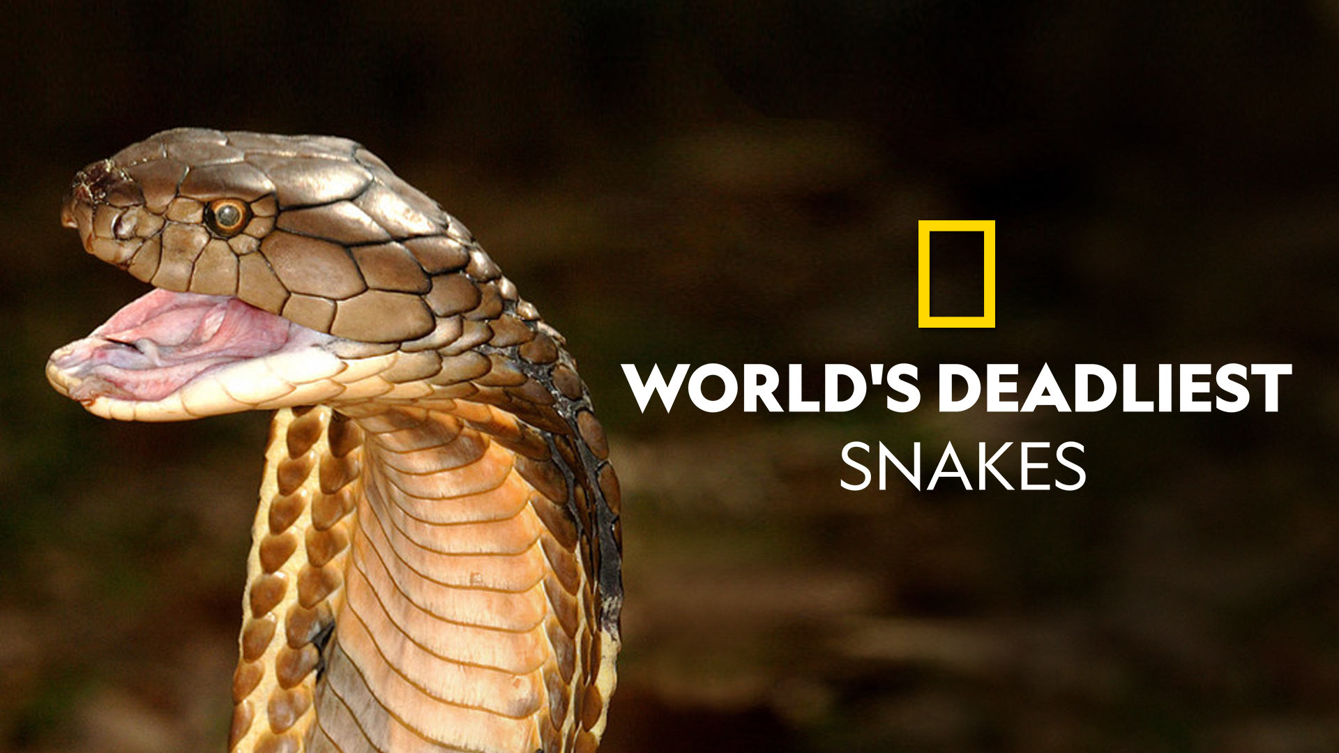 Watch a clip from World's Deadliest Snakes - Trailer on Disney+ Hotstar Watch a clip from World's Deadliest Snakes - Trailer on Disney+ Hotstar
