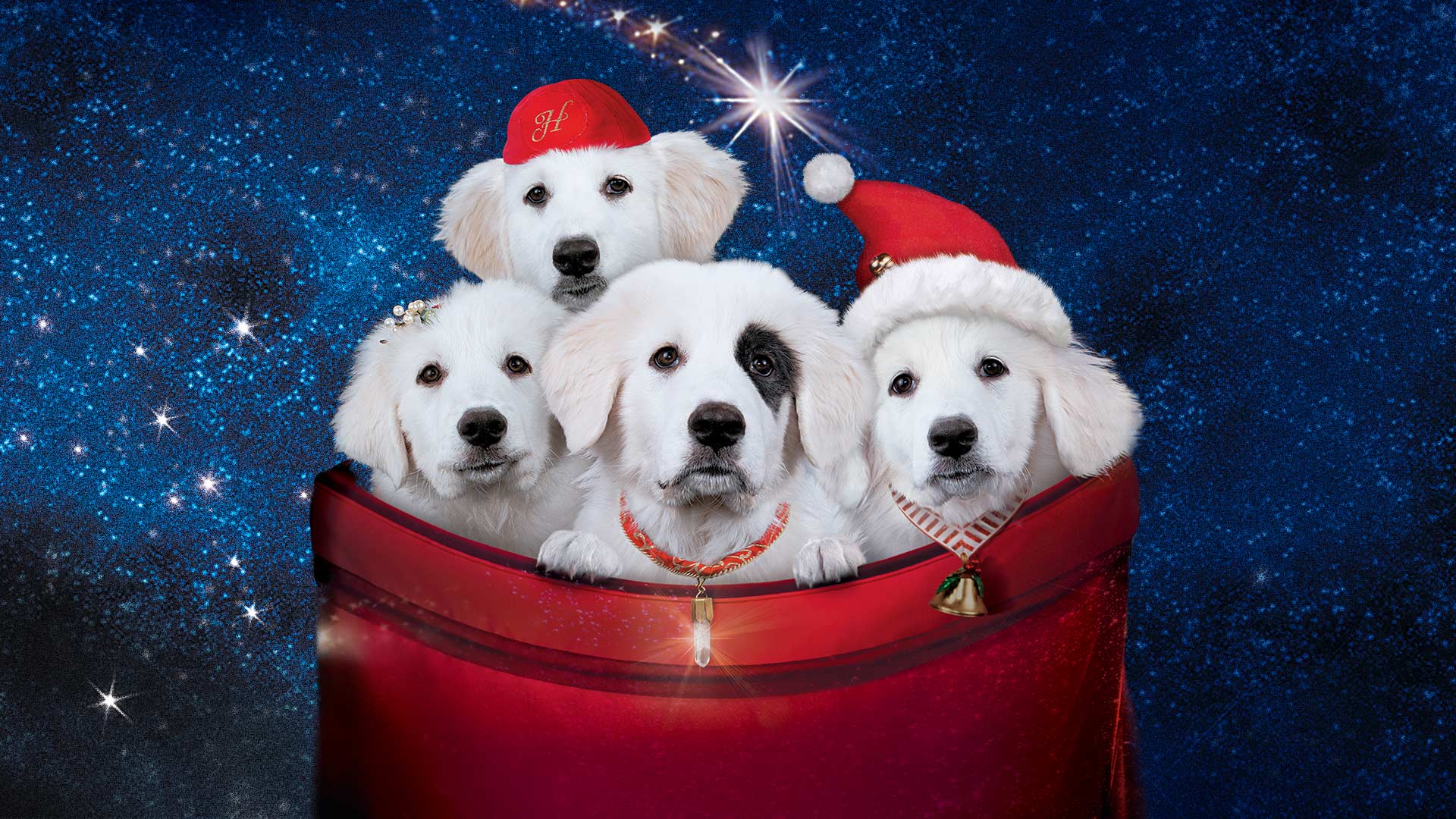 Santa Paws 2: The Santa Pups on Disney+ South Africa | English Fantasy ...