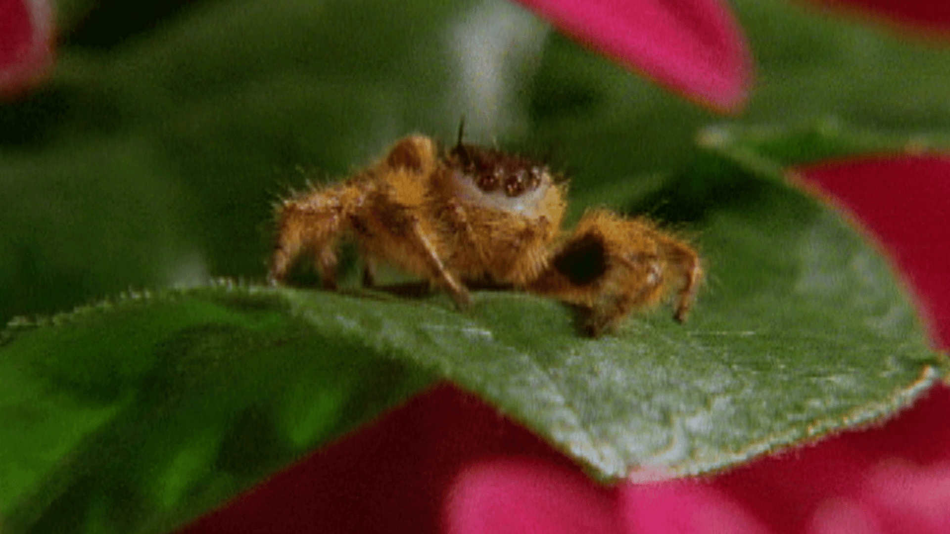 Watch Party Animals S1 Episode 4 on Disney+