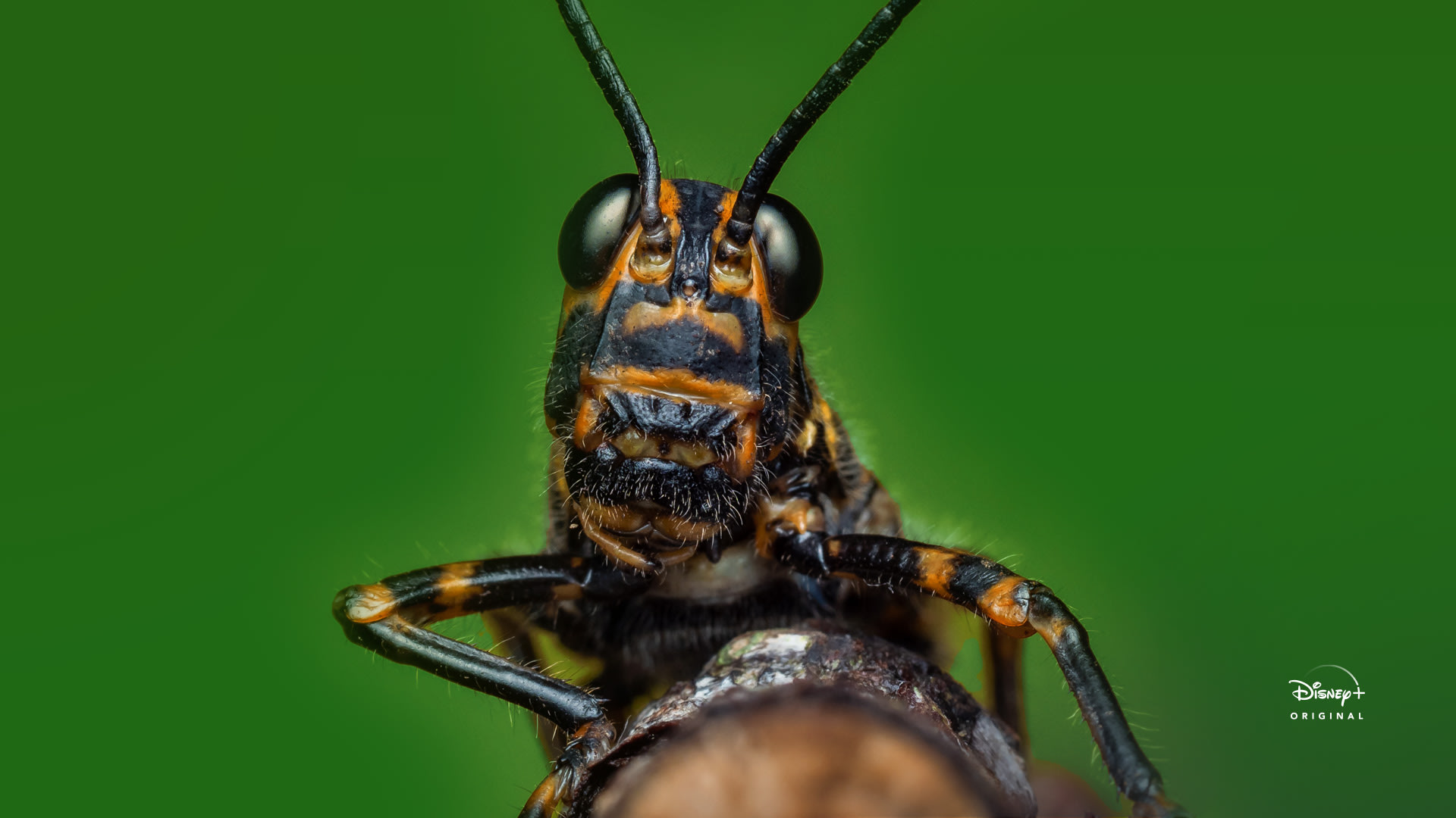 A Real Bug's Life - Trailer - JioHotstar