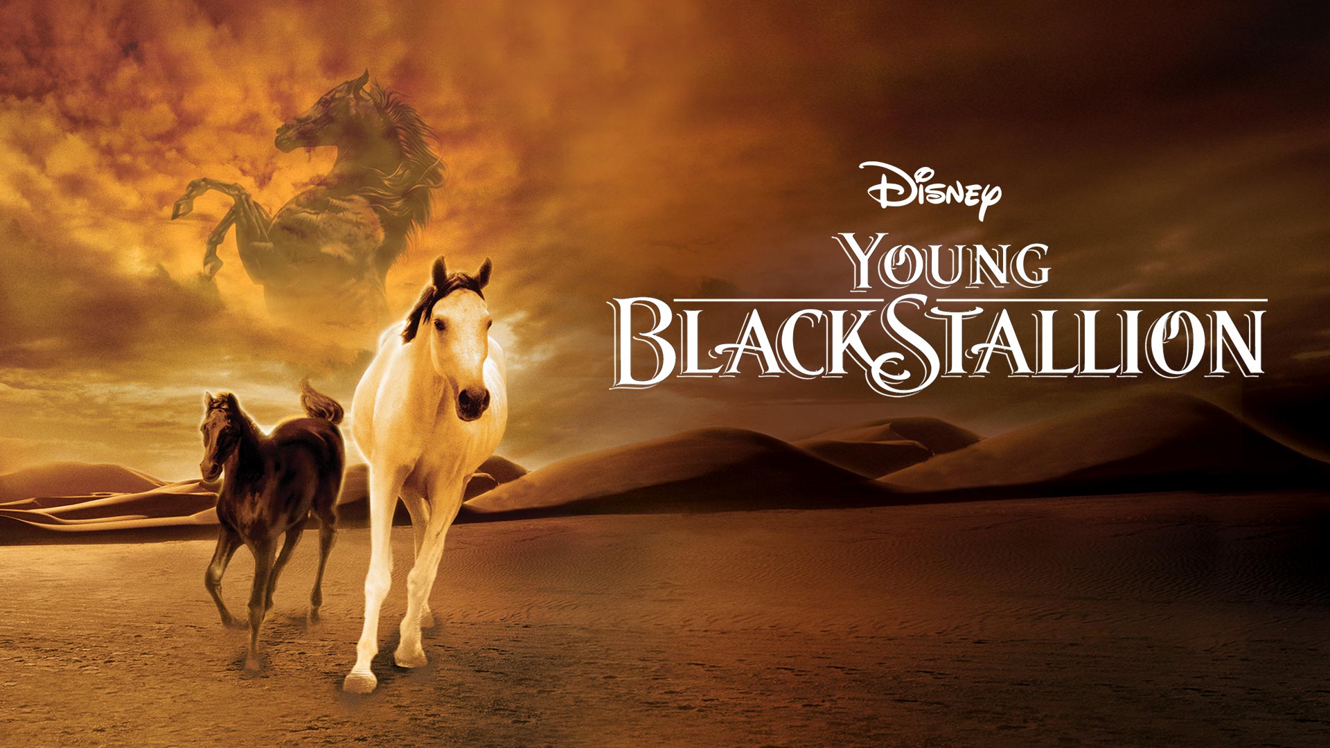 Watch Movie The Young Black Stallion| Watcho