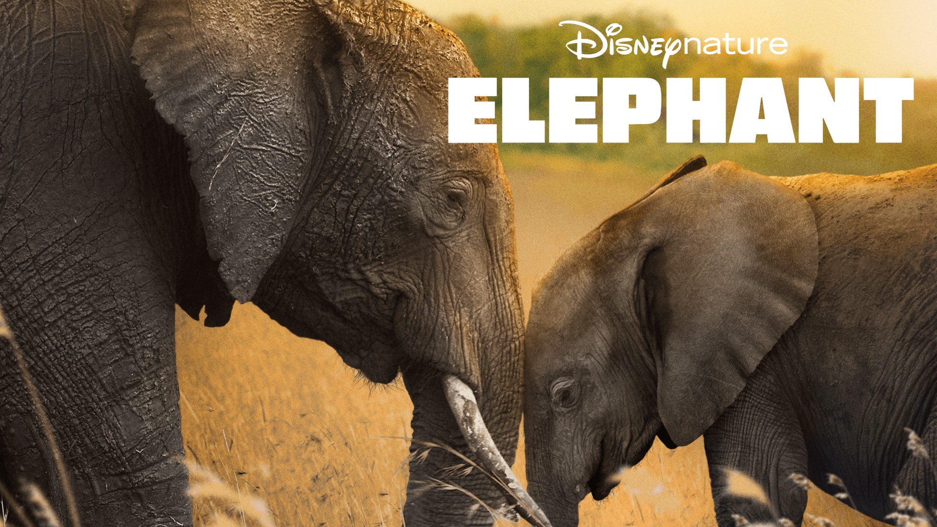 Elephant - Disney+