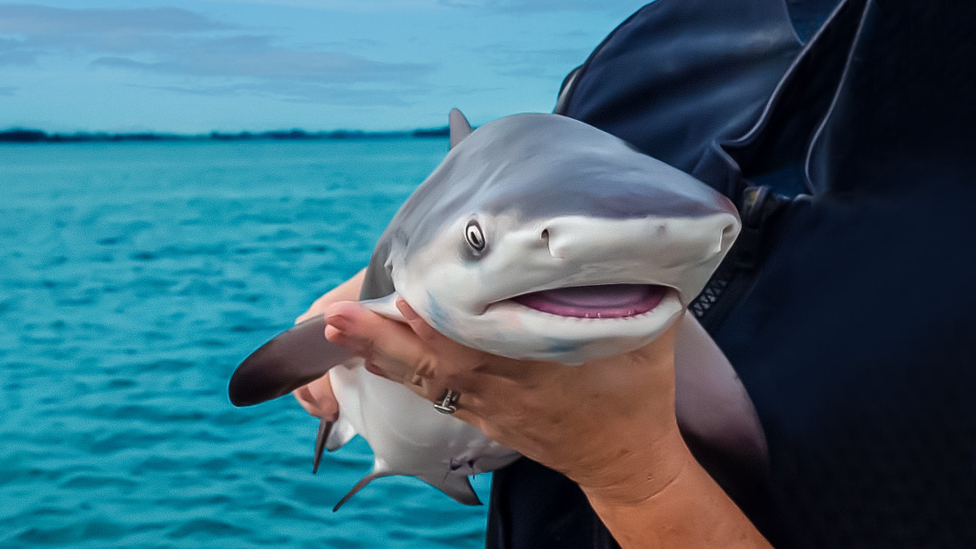 Baby Sharks - Disney+