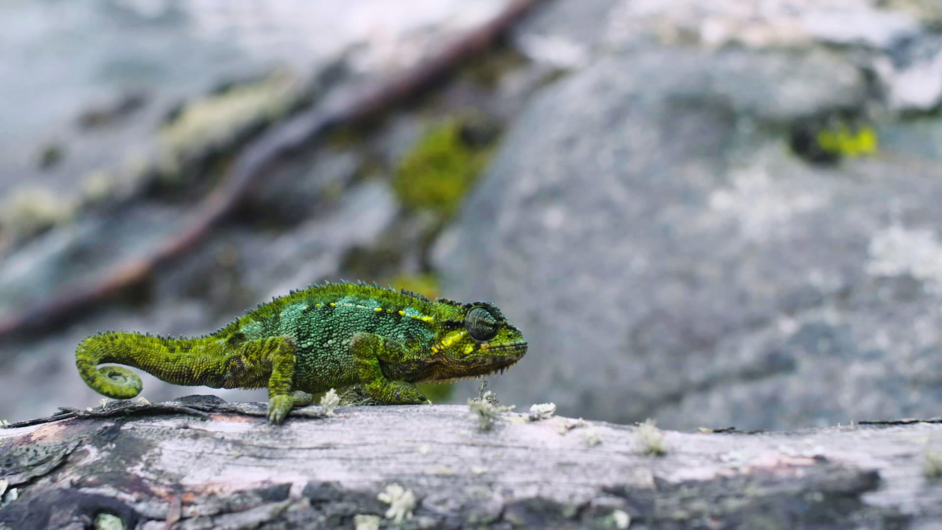 Watch Predation Games Online