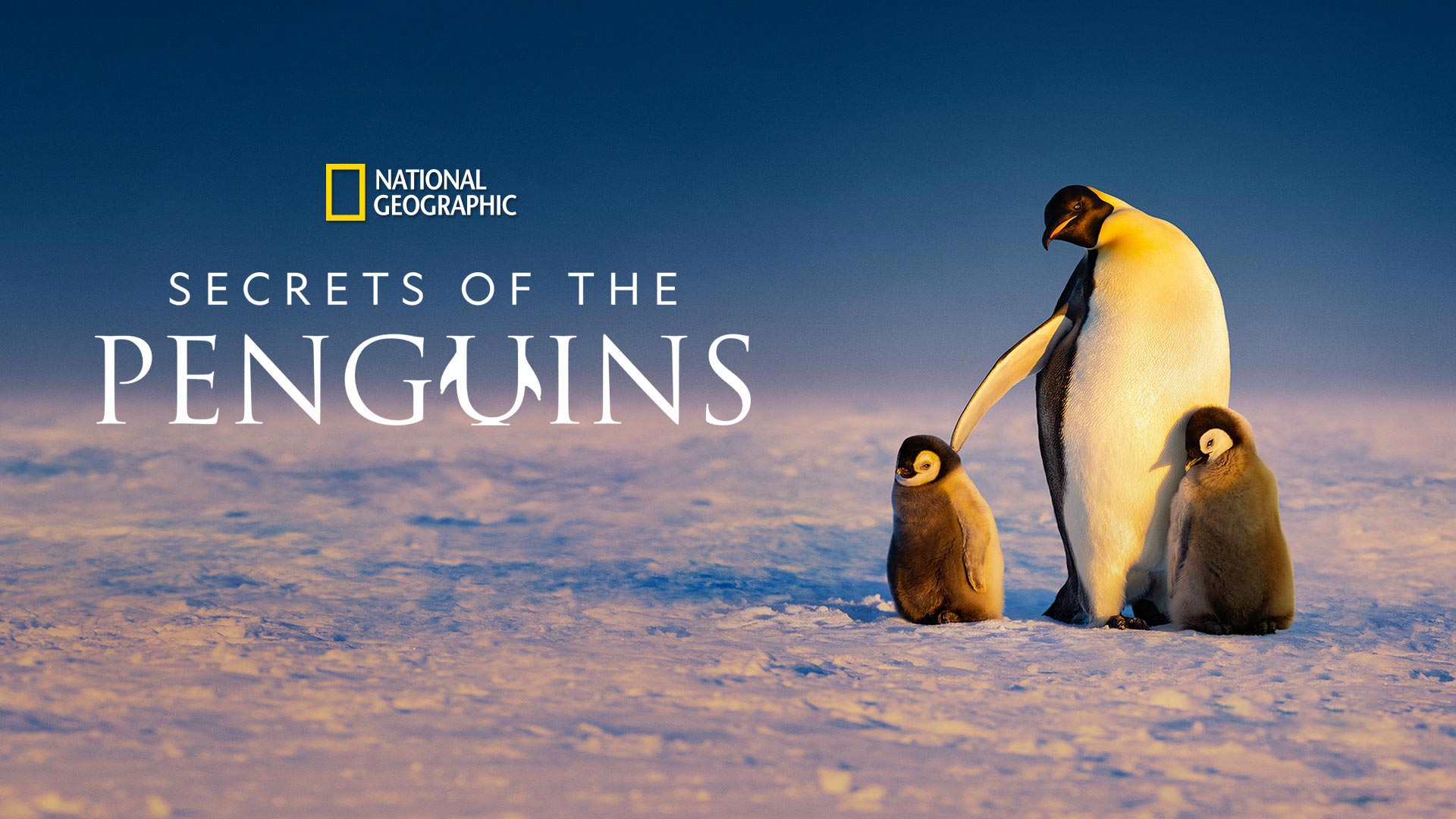 Stream secrets-of-the-penguins TV Show Online | Watcho