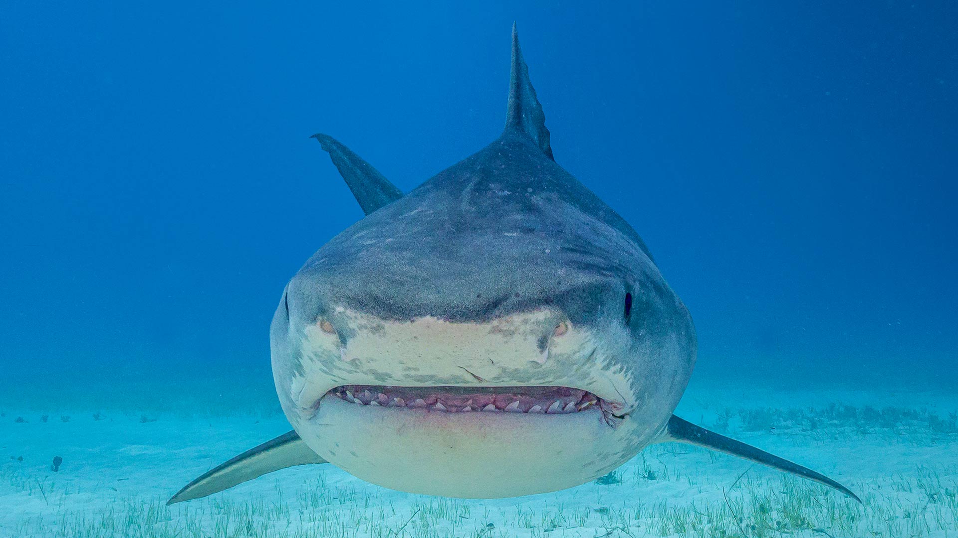 Supersized Sharks - Disney+