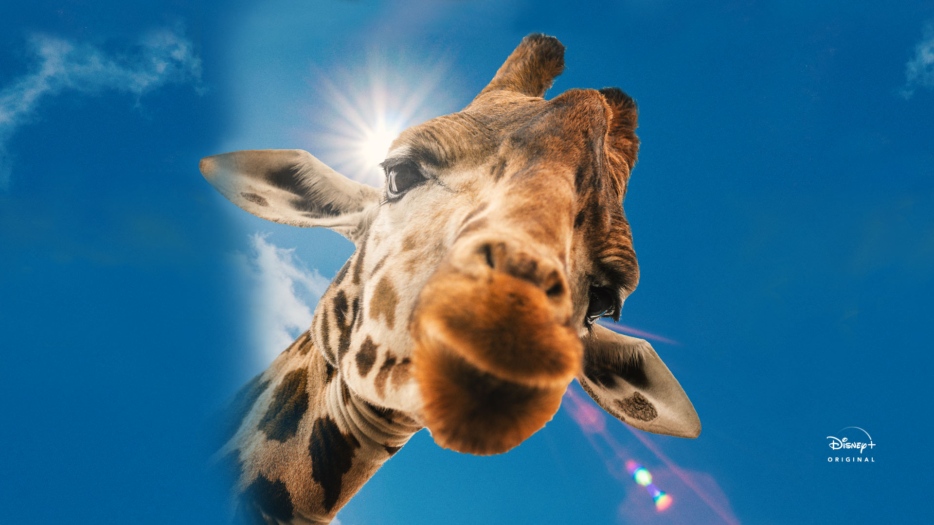 Magic of Disney's Animal Kingdom on Disney+ United Arab Emirates ...