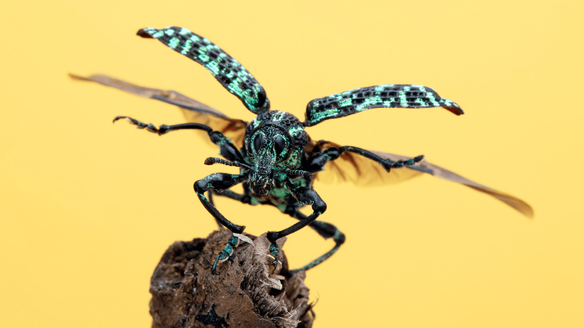 Watch A Real Bug's Life S2 Episode 4 on Disney+